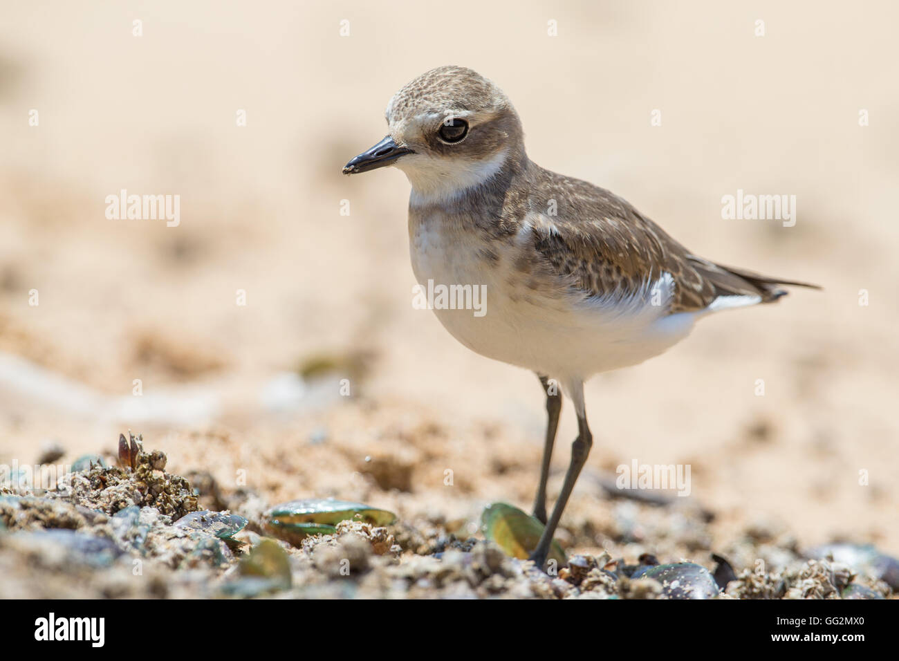 Lesser Sand Plover looking food at beach Stock Photo - Alamy