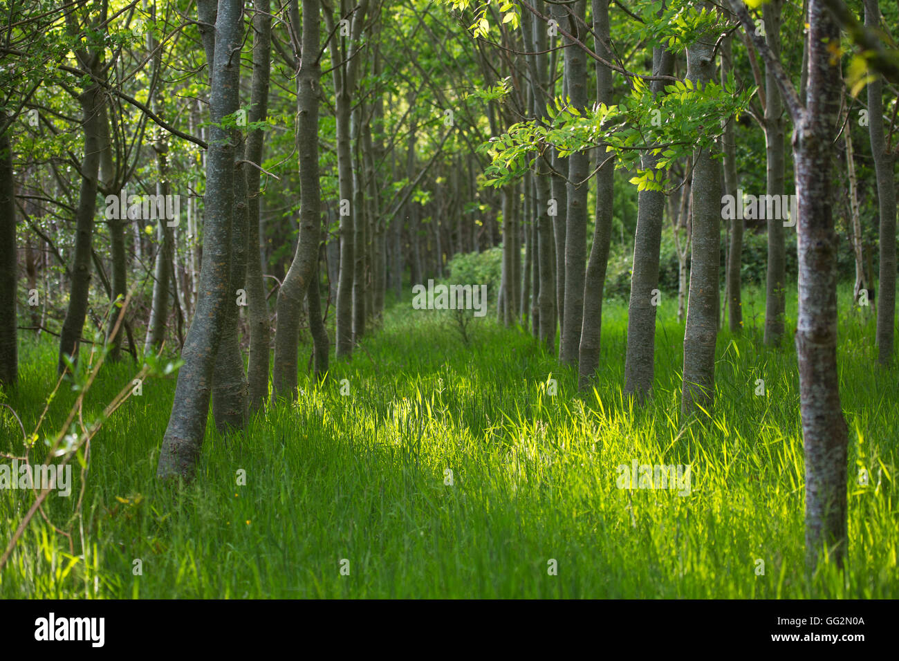 A healthy Common Ash tree plantation fraxinus excelsior Stock Photo - Alamy