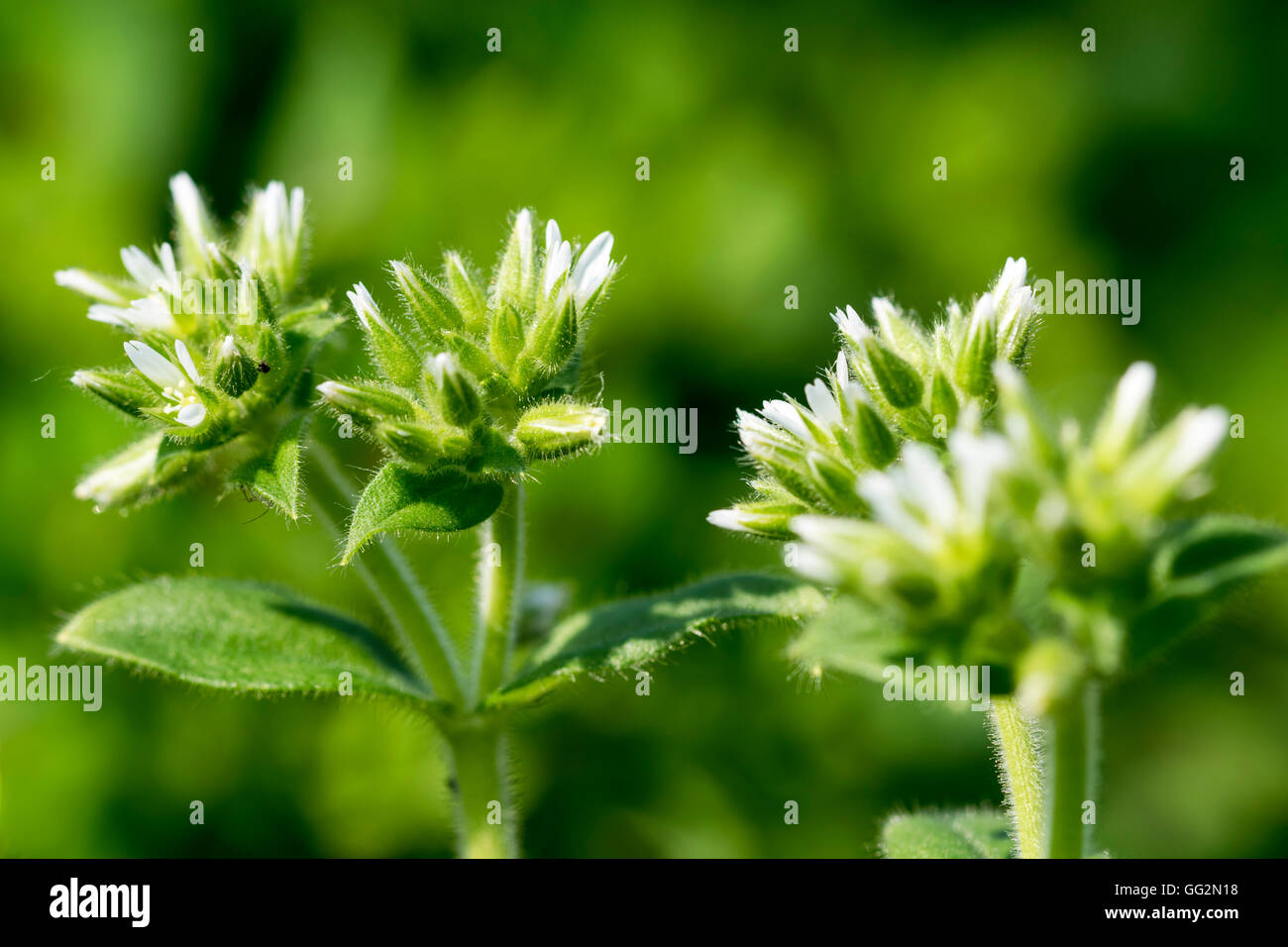 Sticky Mouse Ear Cerastium Glomeratum Stock Photo Alamy sticky-mouse-ear-cerastium-glomeratum-stock-photo-alamy