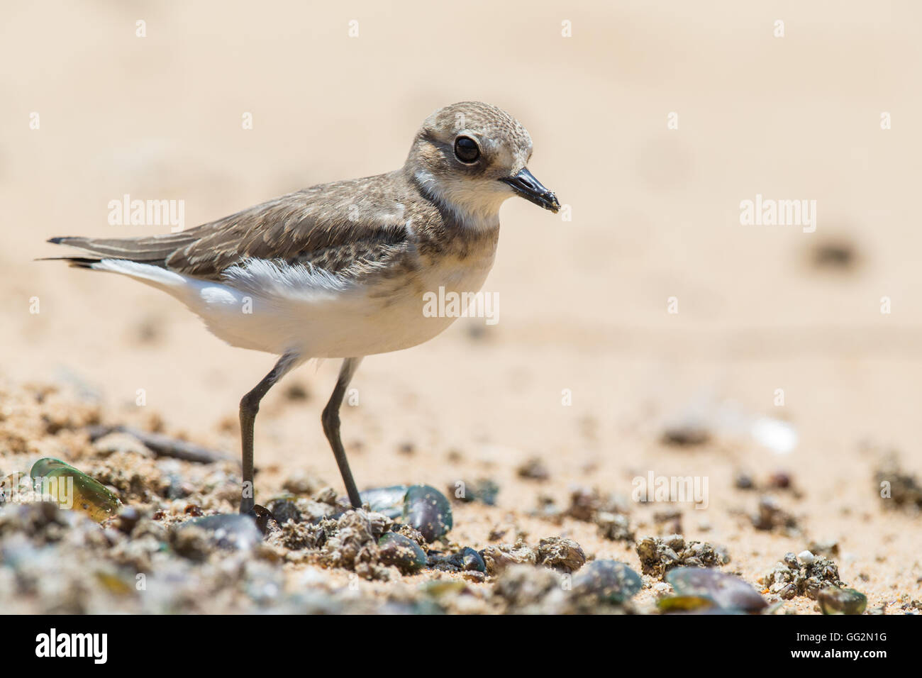 Lesser Sand Plover looking food at beach Stock Photo - Alamy