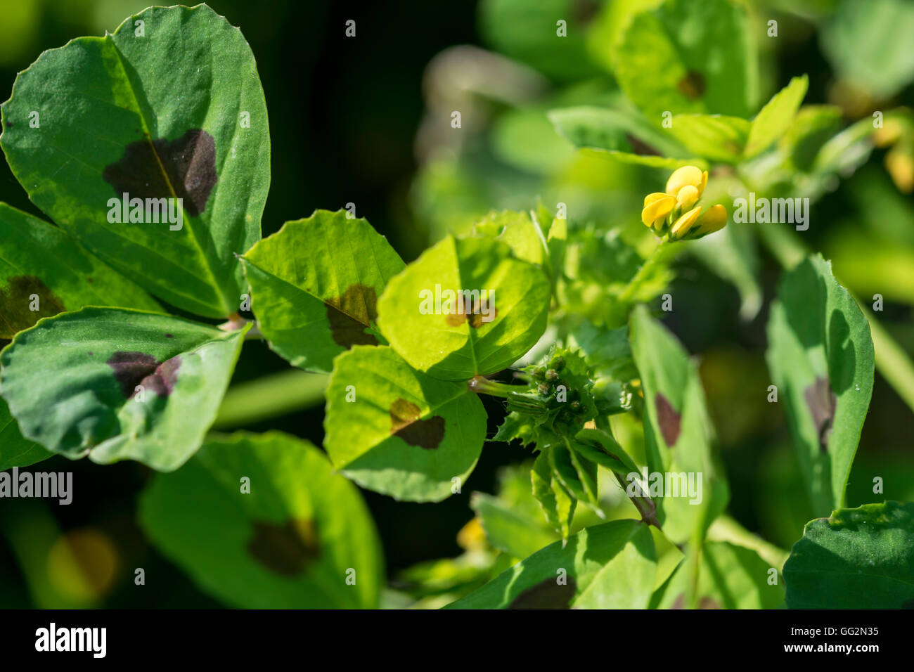 Spotted Medick Medicago arabica or Calvary clover Stock Photo - Alamy