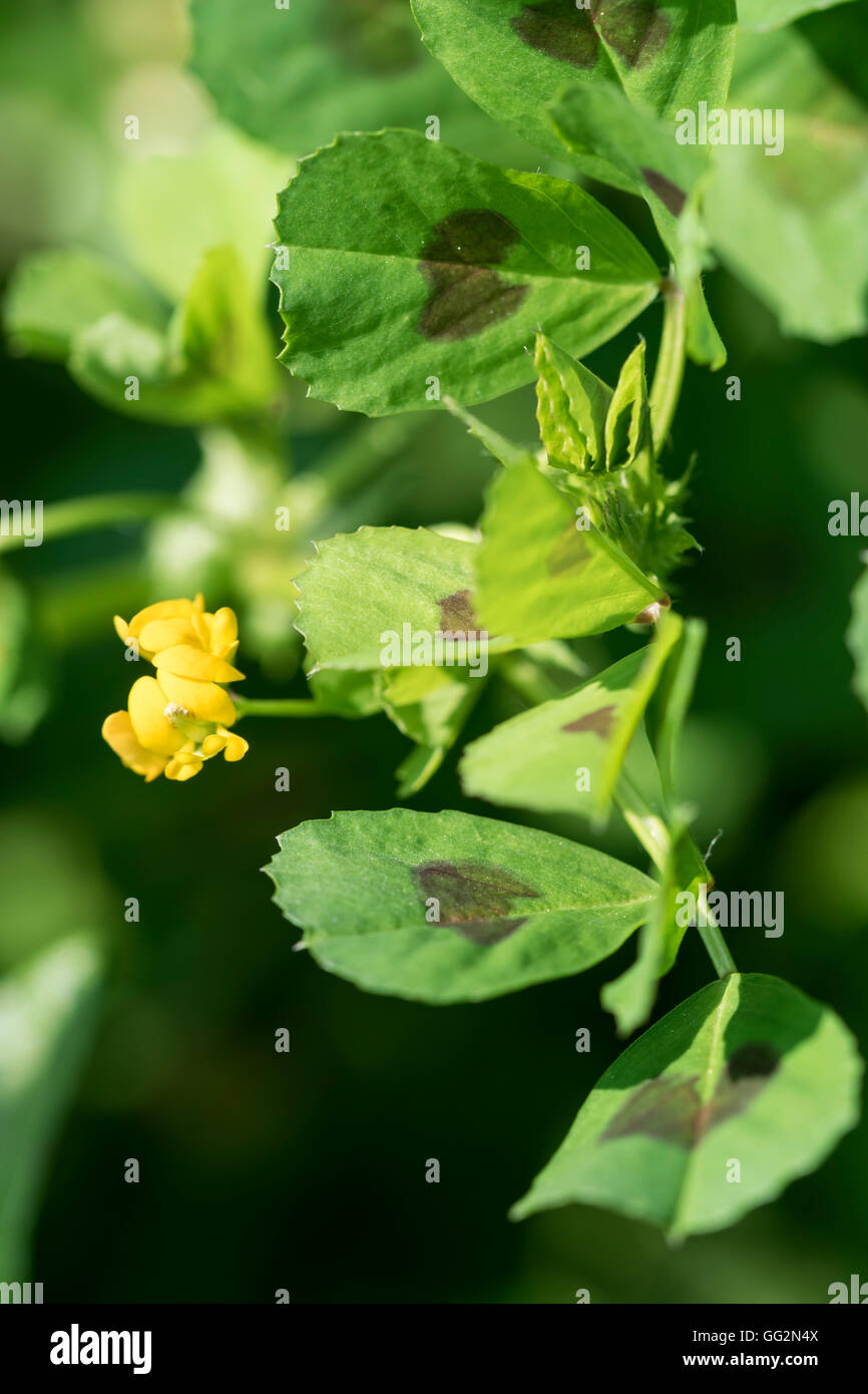 Calvary clover hi-res stock photography and images - Alamy