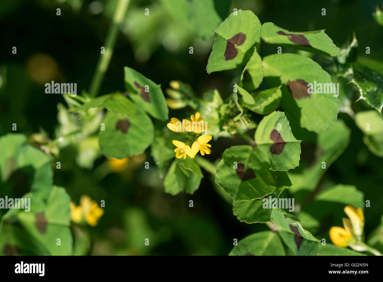 Spotted Medick Medicago arabica or Calvary clover Stock Photo - Alamy
