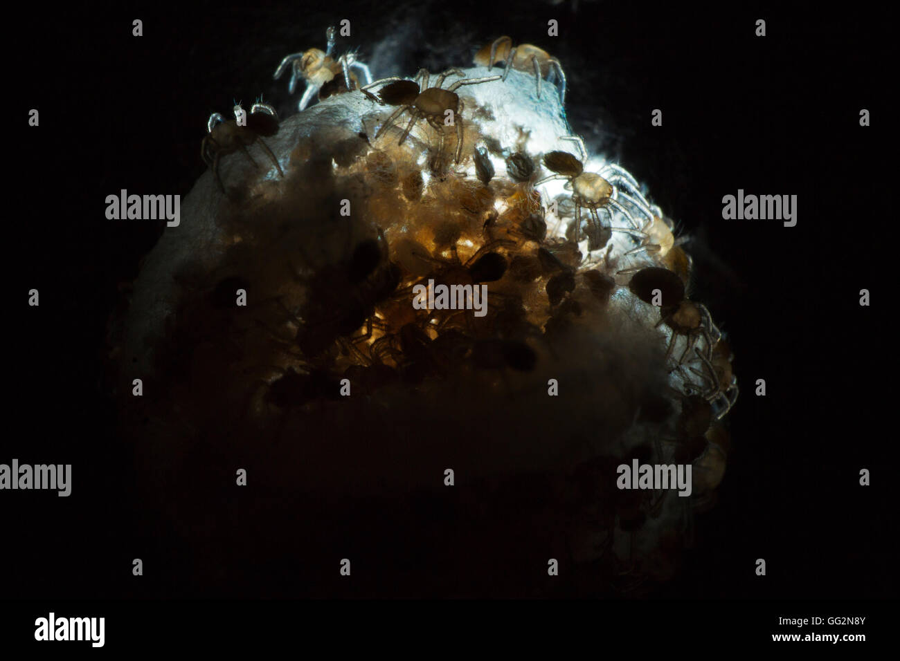 Spider hatchlings hi-res stock photography and images - Alamy