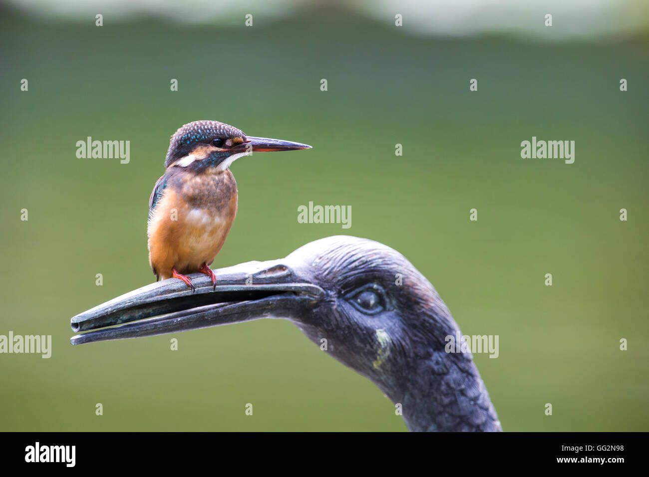 Kingfisher bird side view hi-res stock photography and images - Alamy