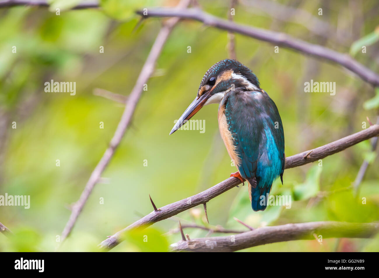 Female common kingfisher in hi-res stock photography and images - Alamy
