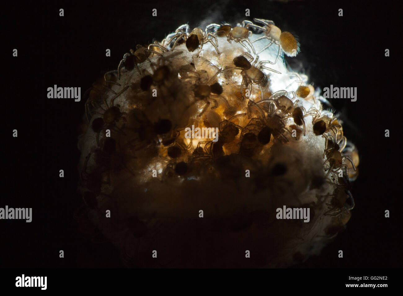 Spider hatchlings hi-res stock photography and images - Alamy