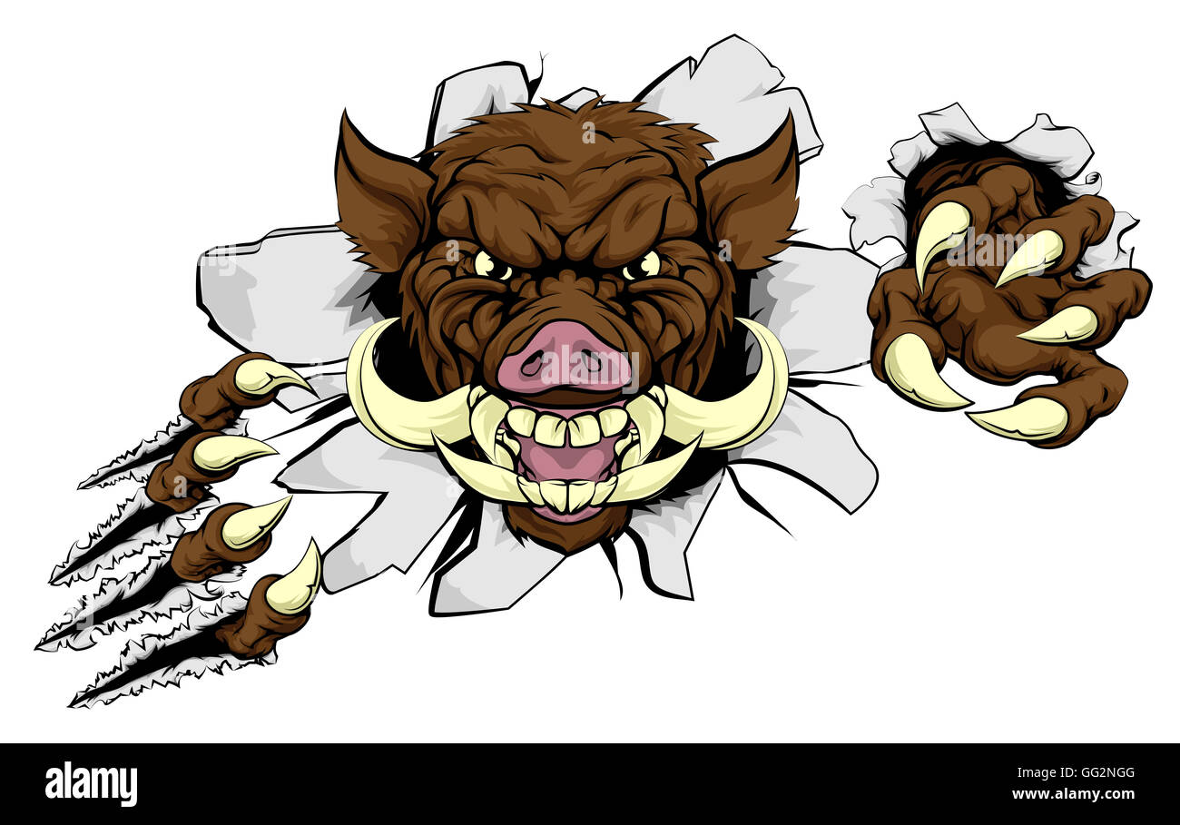 A wild boar or razorback cartoon sports mascot ripping through a wall ...