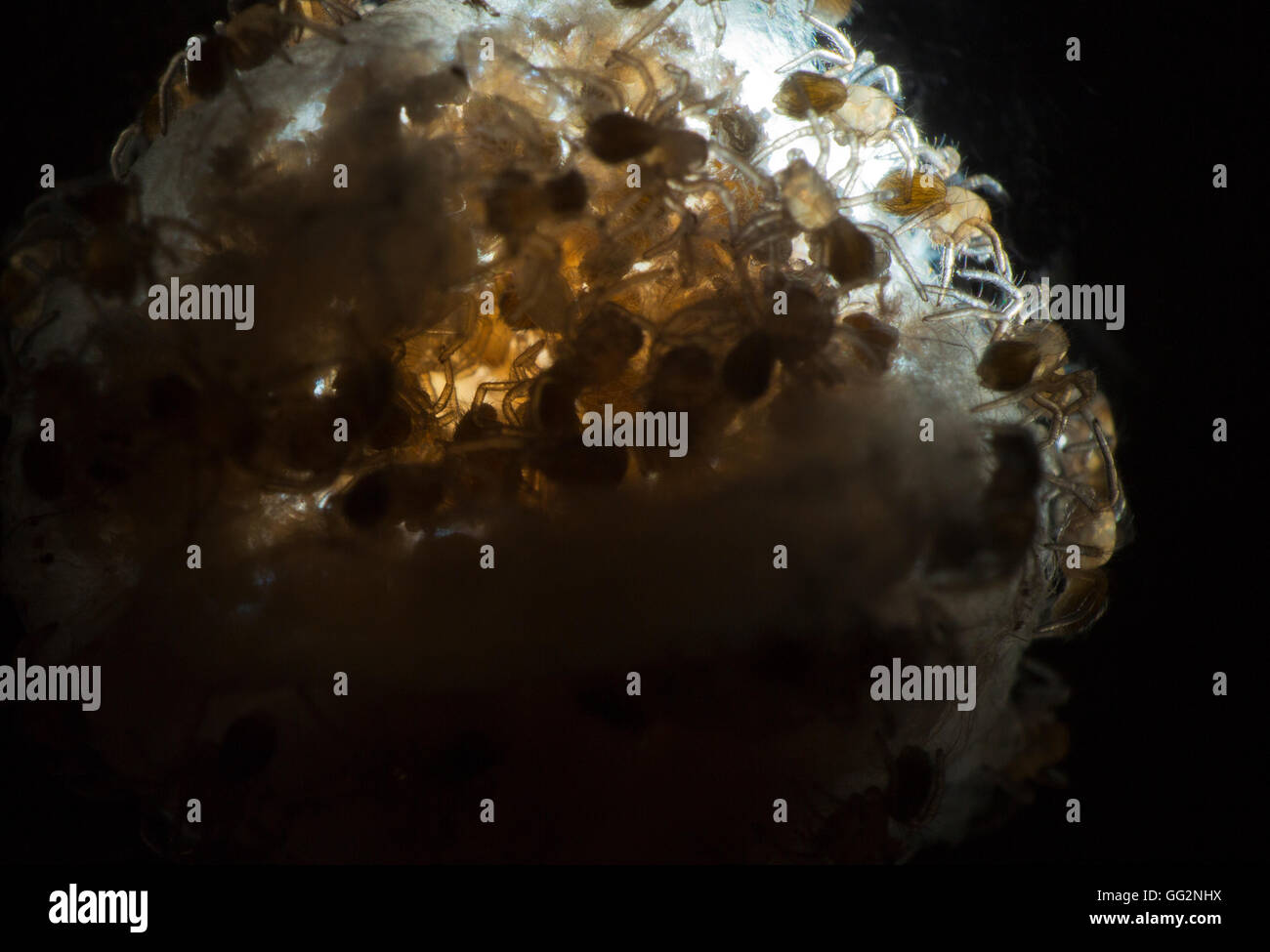 Spiderlings hi-res stock photography and images - Alamy