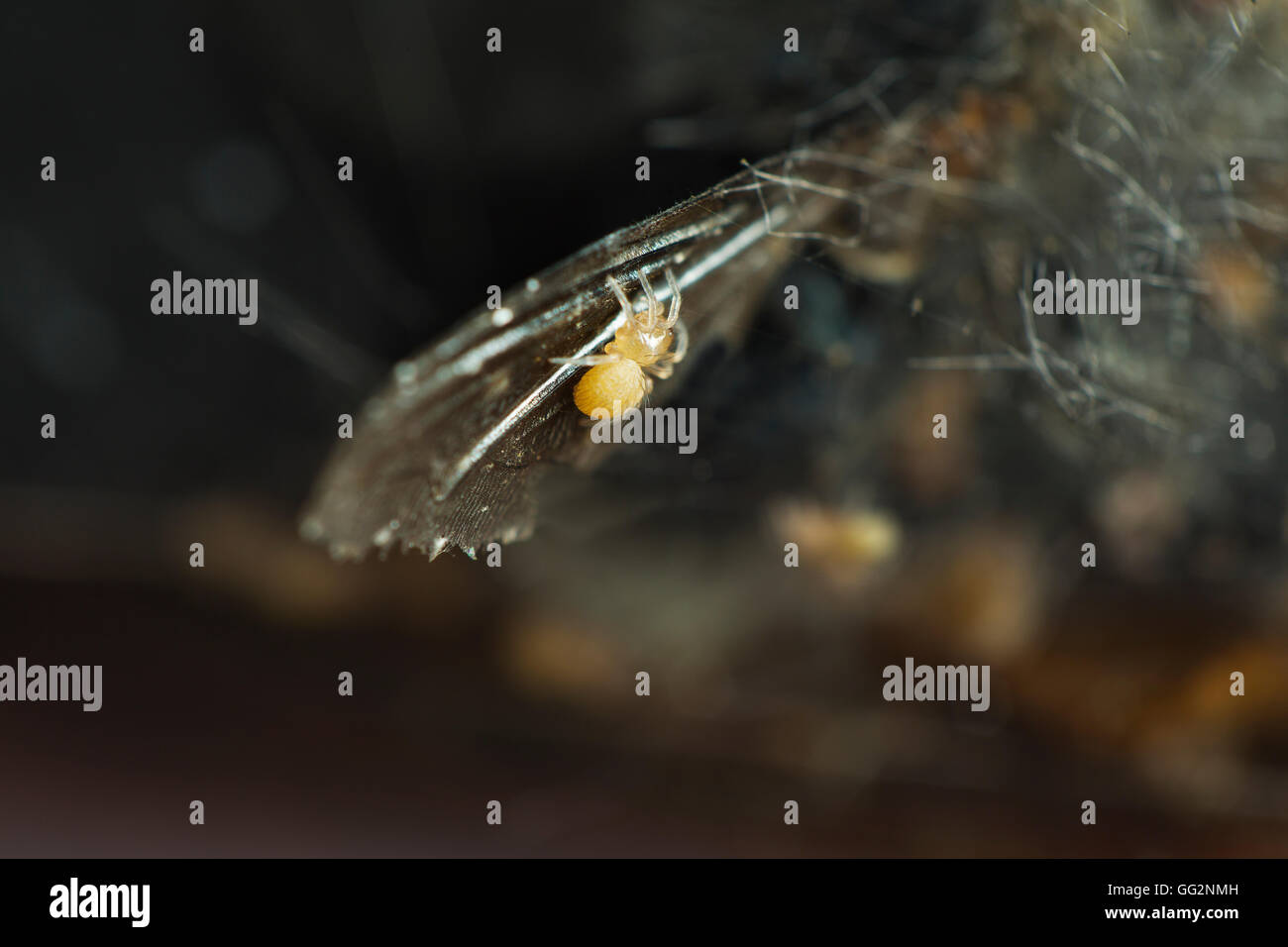 Spiderling young hi-res stock photography and images - Alamy