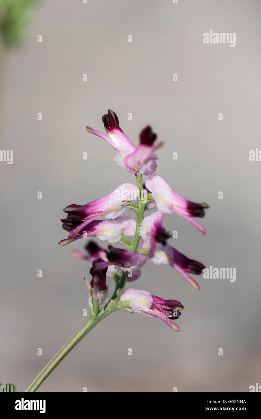 White Ramping Fumitory Fumaria capreolata Stock Photo - Alamy
