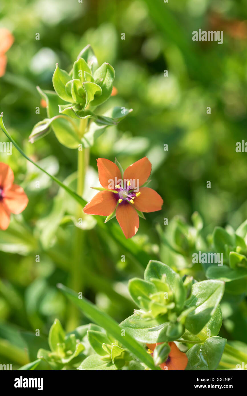 Scarlet pimpernel Anagallis arvensis Stock Photo - Alamy