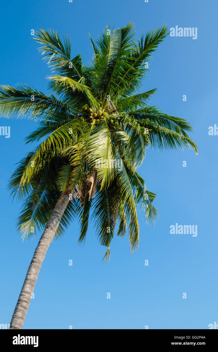 High coconut tree hi-res stock photography and images - Alamy
