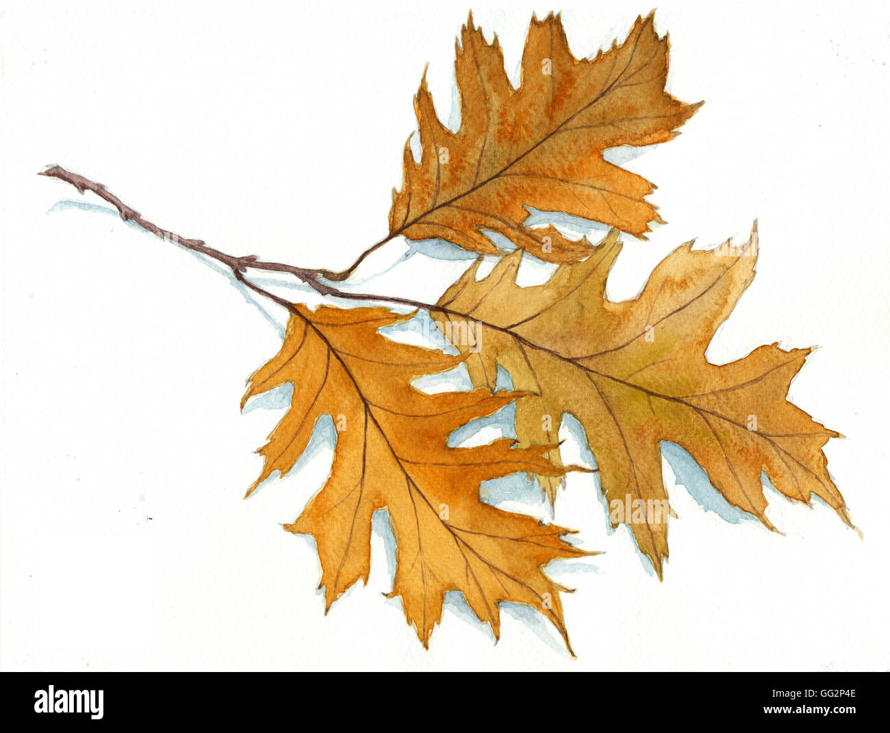 Autumn oak leaves Stock Photo - Alamy Autumn oak leaves Stock Photo - Alamy