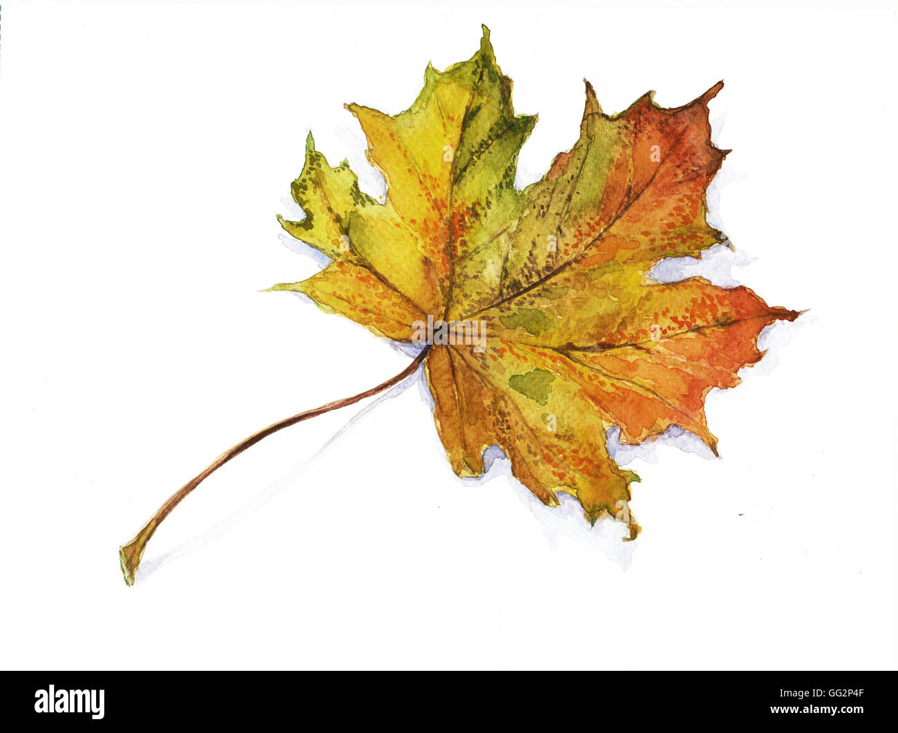 Autumn maple dried leaves Cut Out Stock Images & Pictures - Alamy