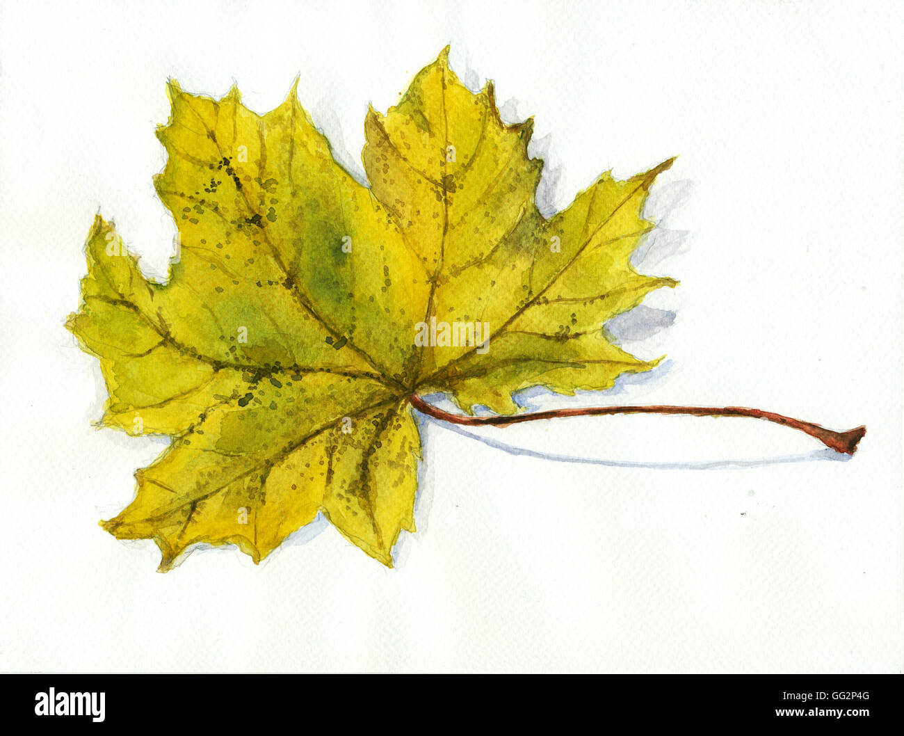 Watercolor maple leaf hi-res stock photography and images - Alamy