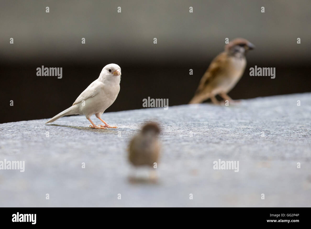 Albino Eurasian Tree Sparrow Stock Photo - Alamy