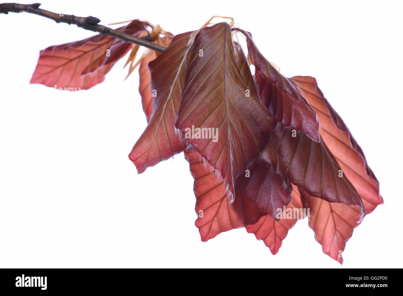 Twig with beech tree leaves in springtime close-up isolated on white ...