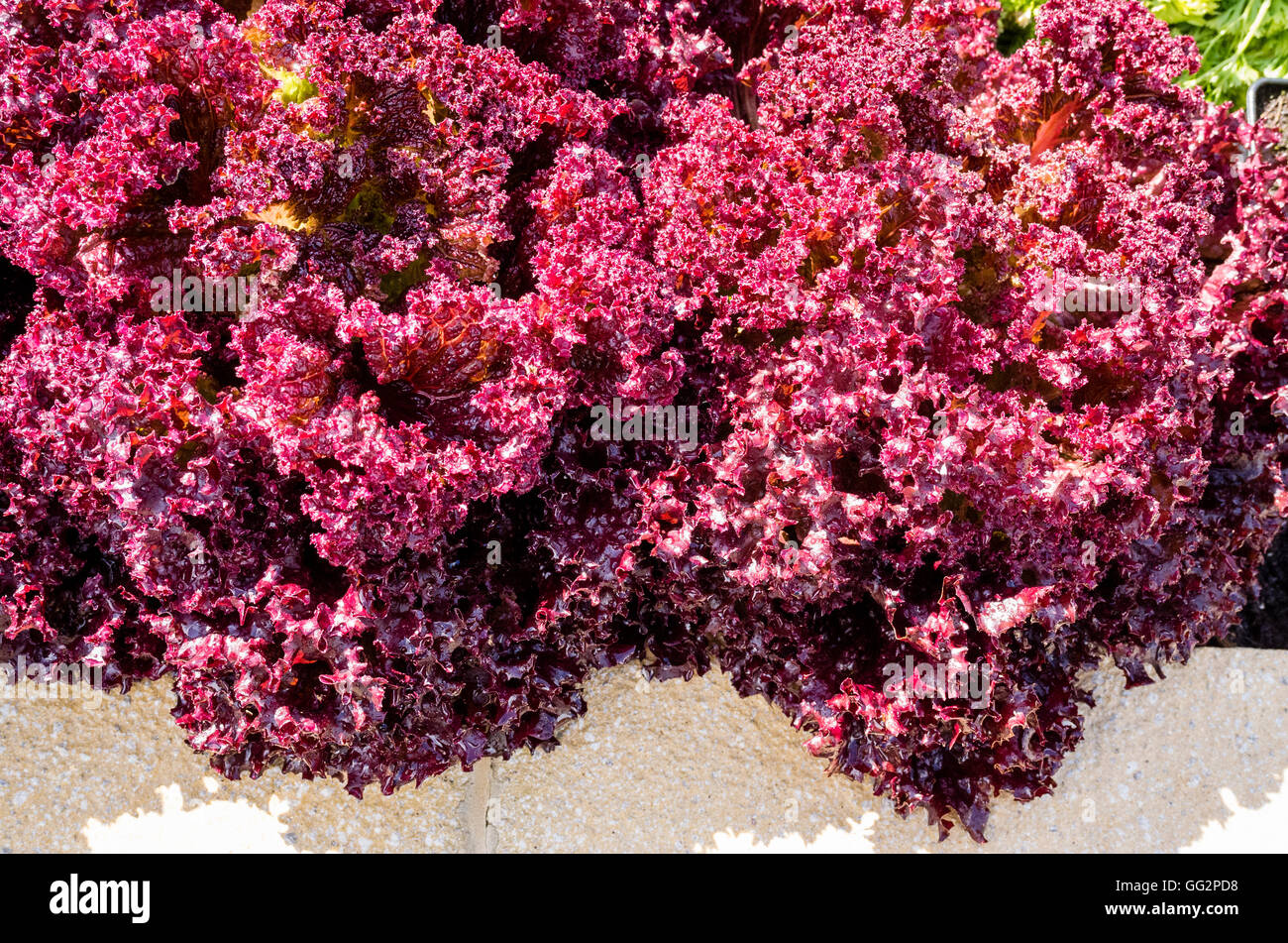 Attractive red leaf lettuce Lollo Rosso growing in a raised planter ...