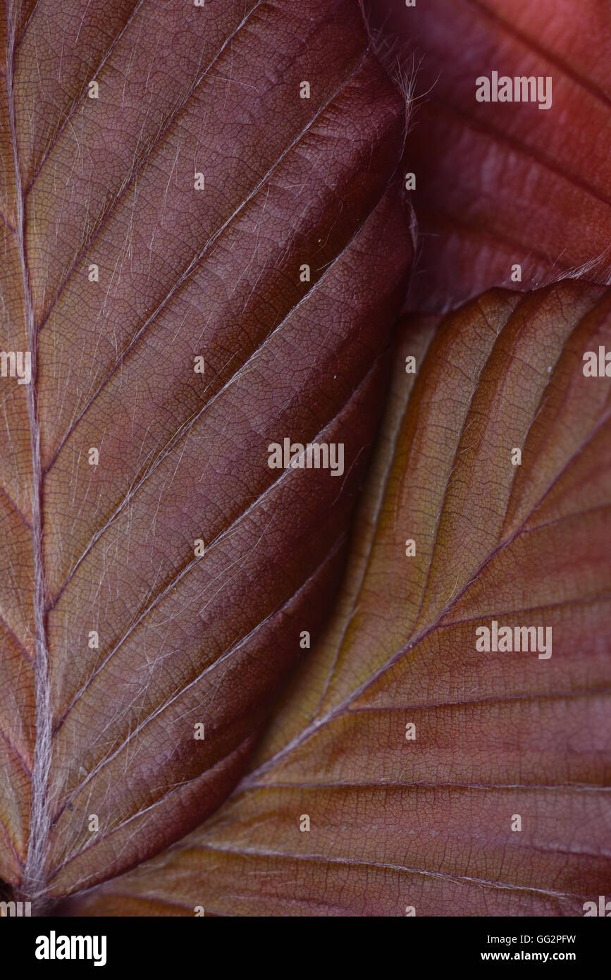 Close up beech leaves texture Stock Photo - Alamy