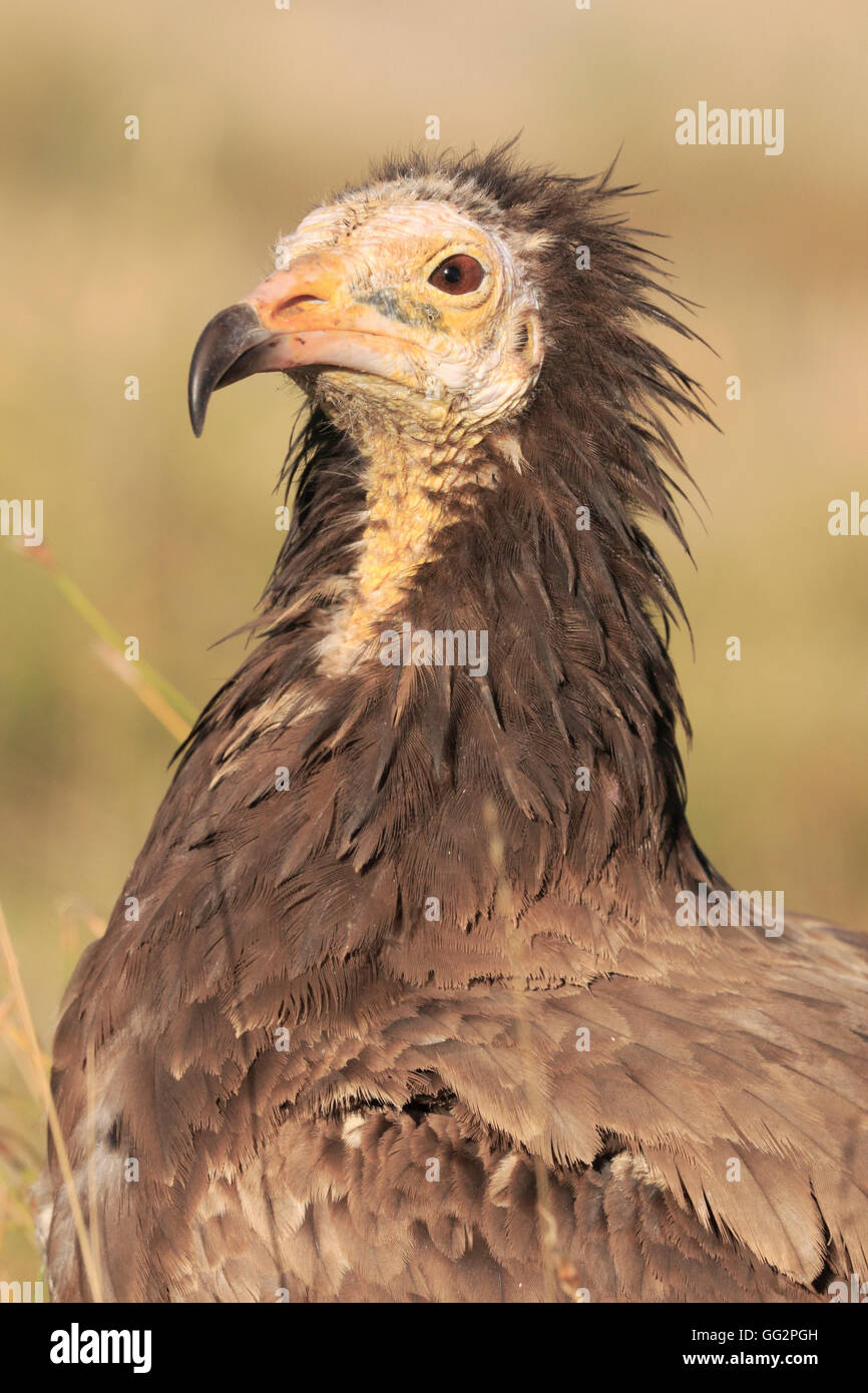 Juvenile egyptian vulture hi-res stock photography and images - Alamy