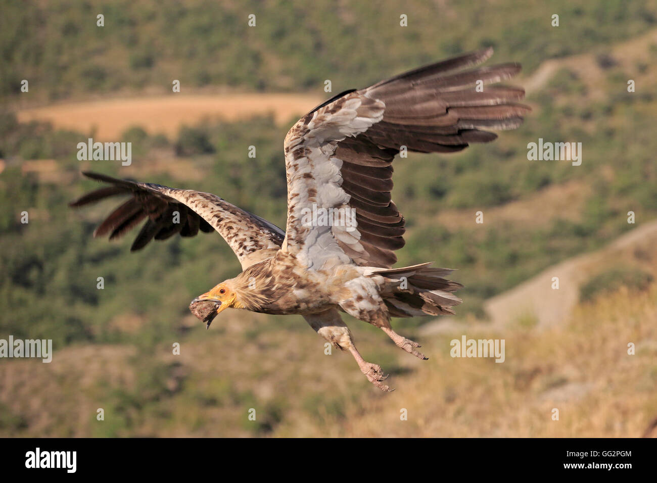 Bone in beak hi-res stock photography and images - Alamy