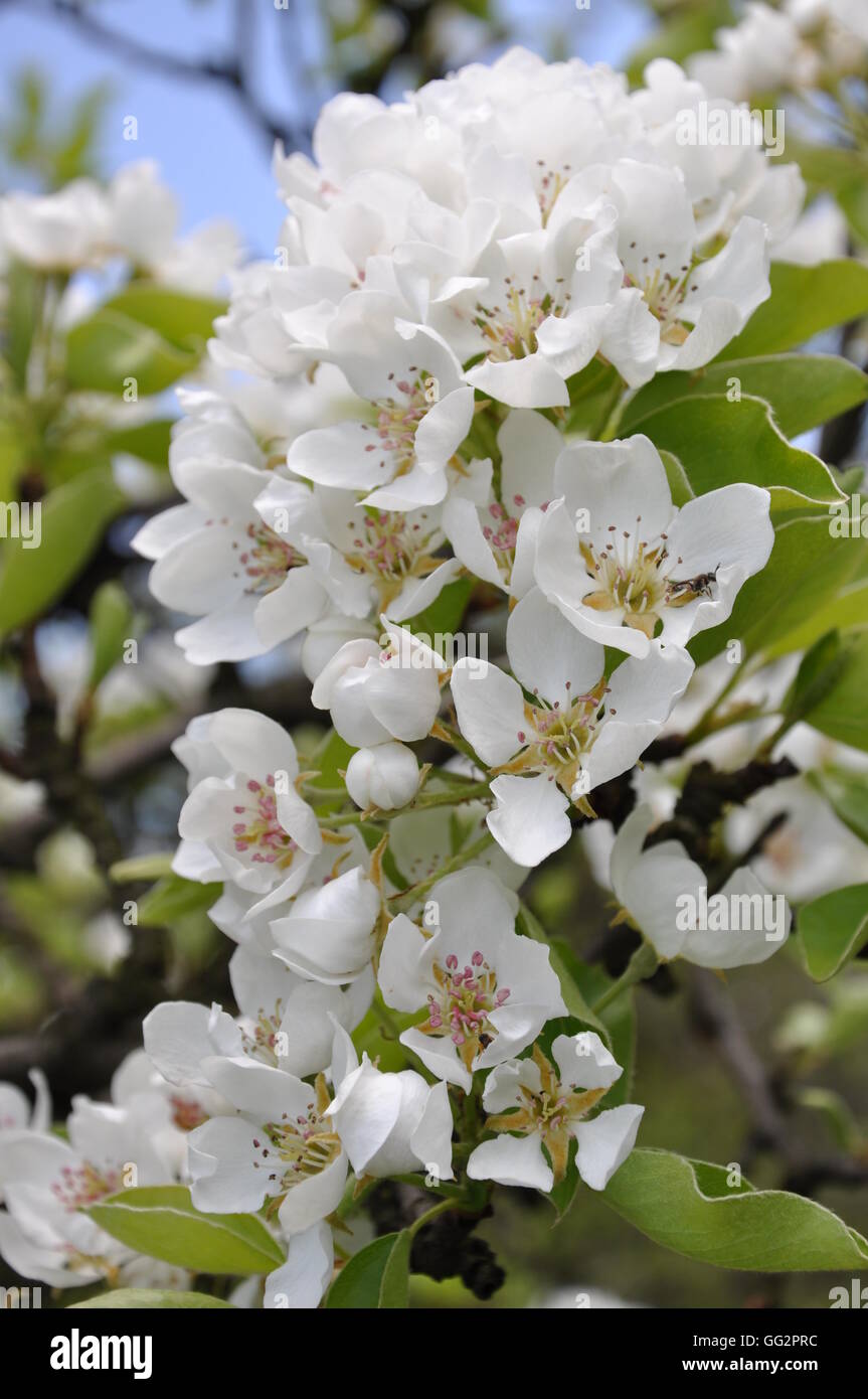 Apple tree with white flowers Stock Photo - Alamy