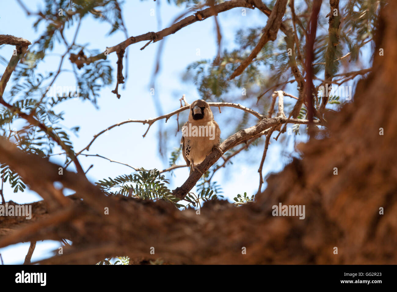 Sossusvlei Namibia Social weaver bird. (Philetairus socius Stock Photo ...