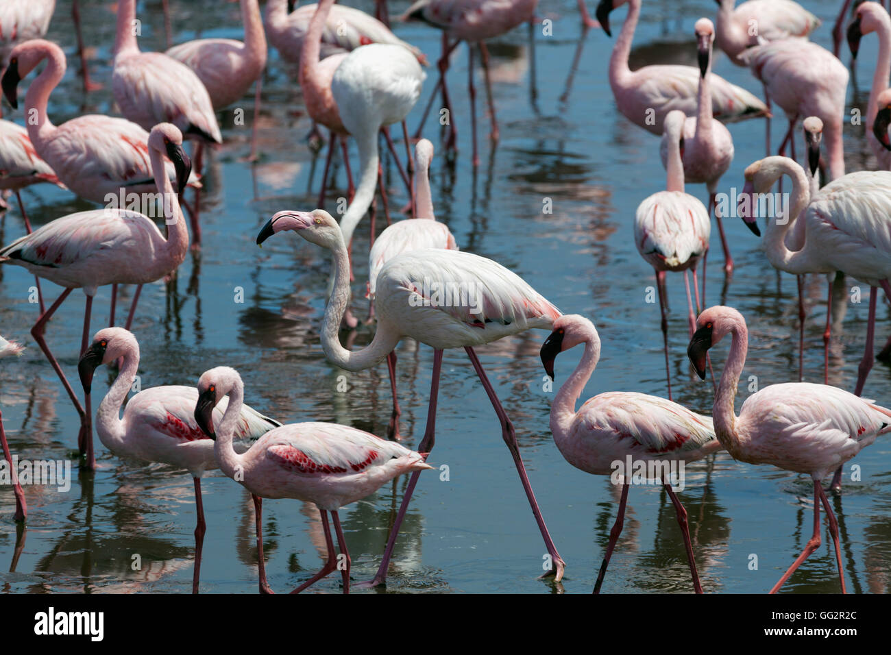 Walvis Bay Namibia Flamingo's (Phoenicopteridae Stock Photo - Alamy