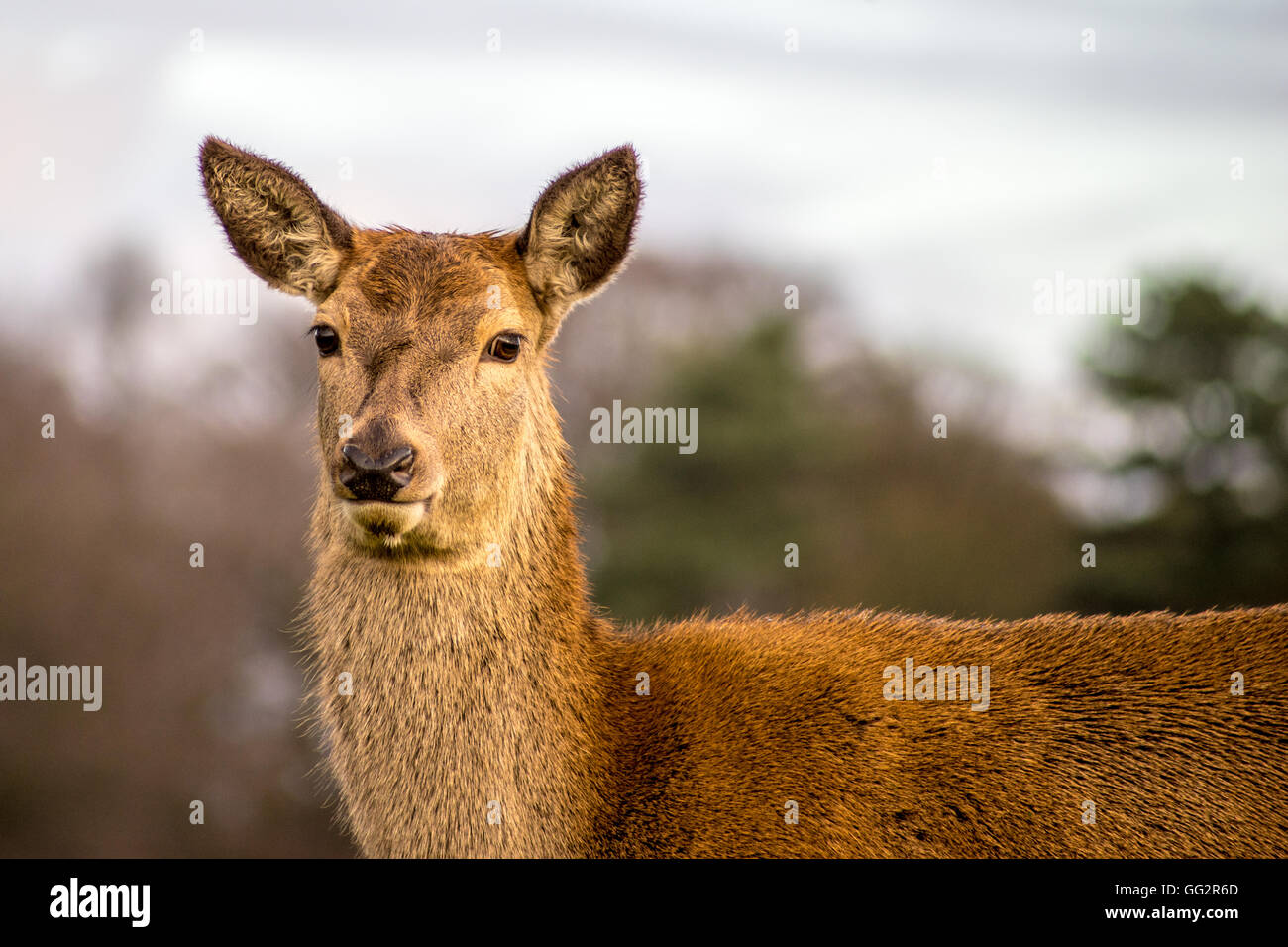 Tatton Park Deer Stock Photos & Tatton Park Deer Stock Images - Alamy