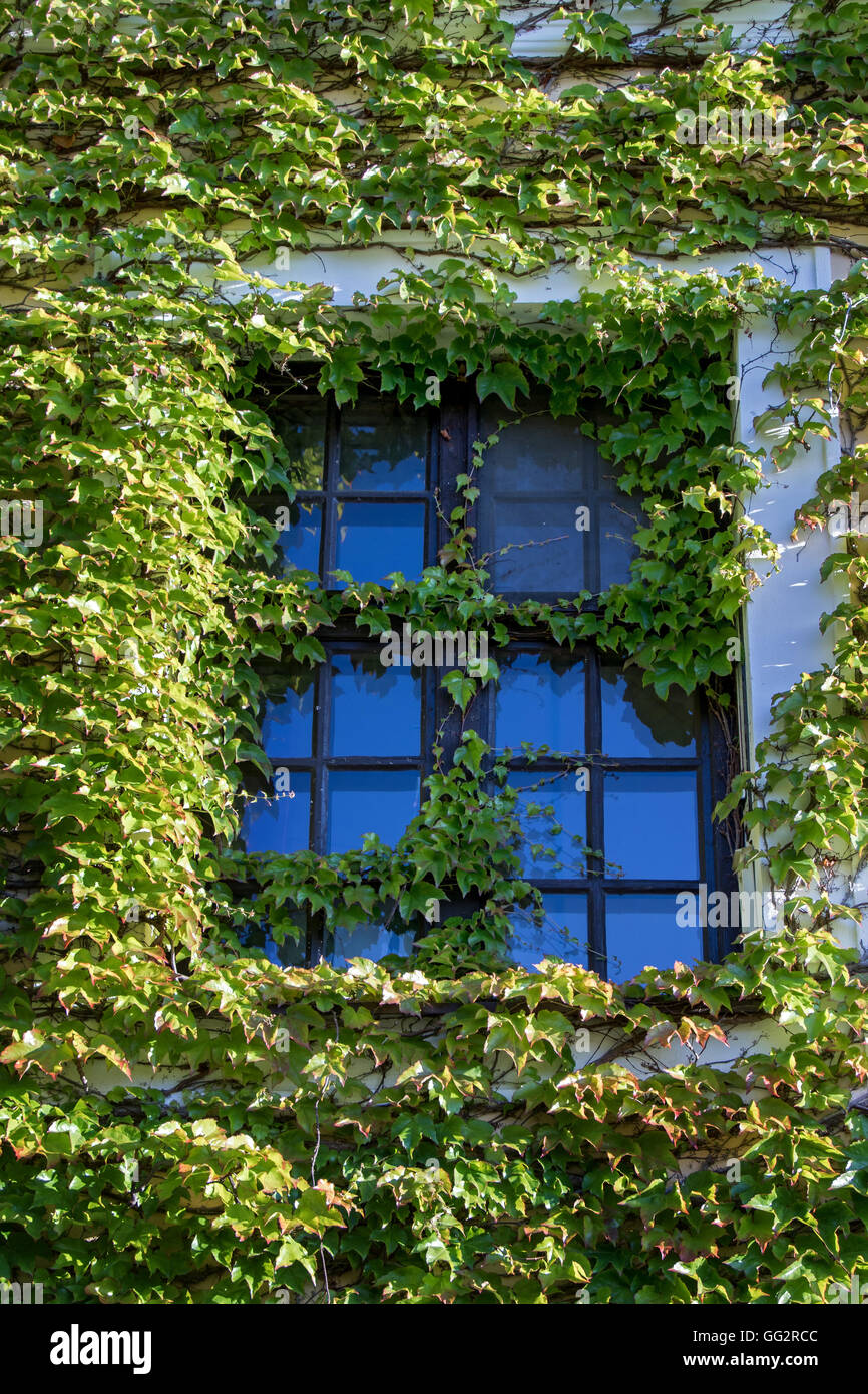 windows surrounded by creeping ivy plants Stock Photo - Alamy