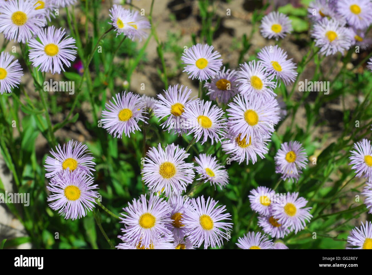 Fleabany daisy, erigeron hybridus Stock Photo - Alamy