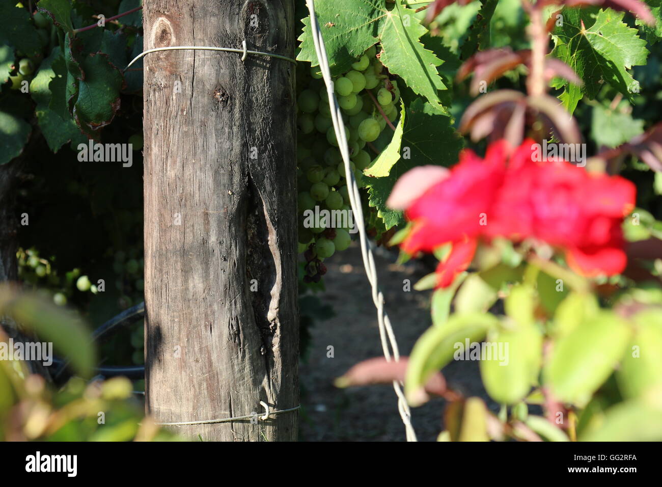 Grape vine pole hi-res stock photography and images - Alamy