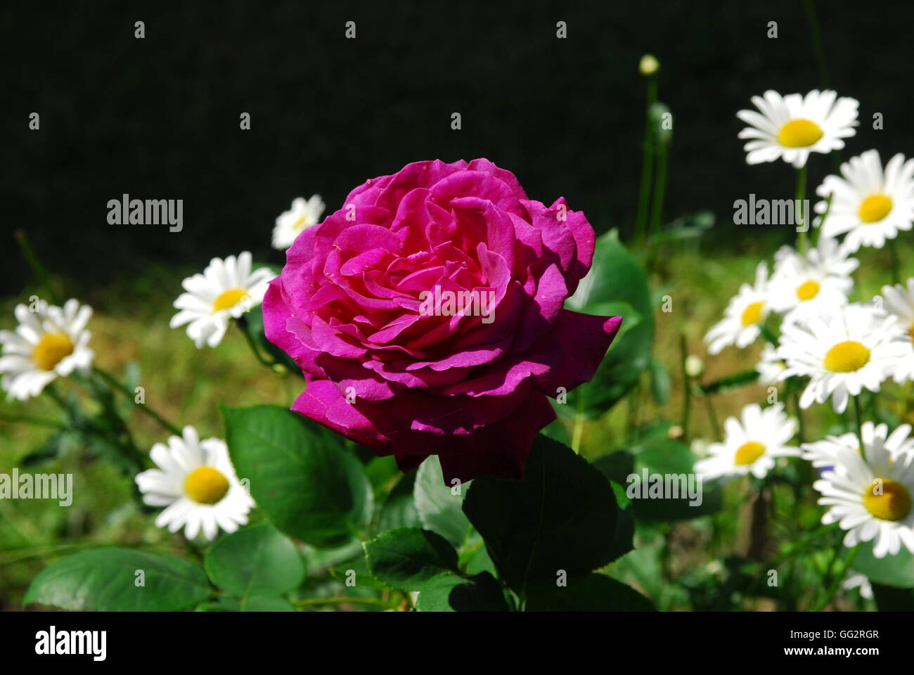Red rose and camomile, rosa Stock Photo - Alamy