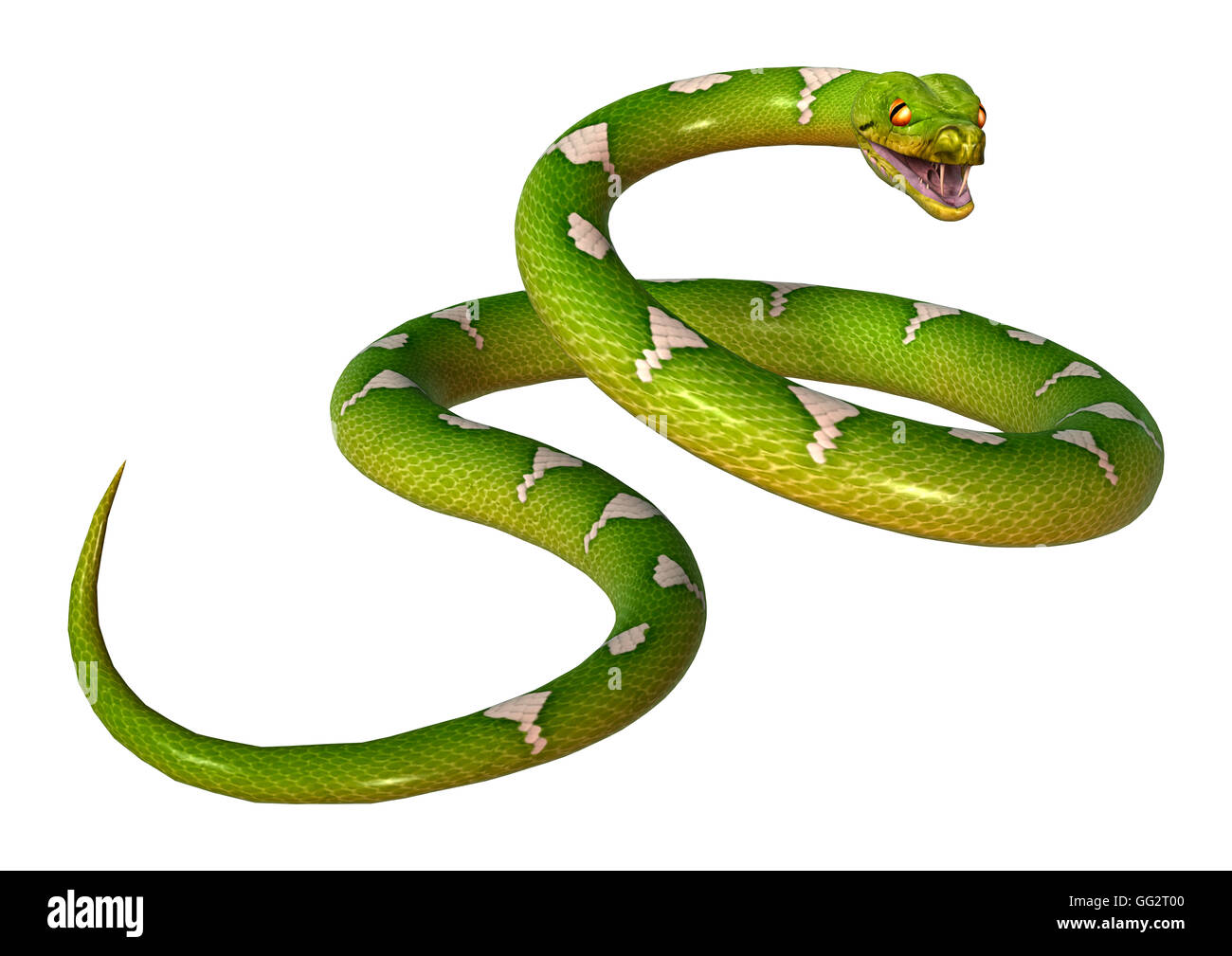 3D rendering of a Morelia viridis, or green tree python, or ...