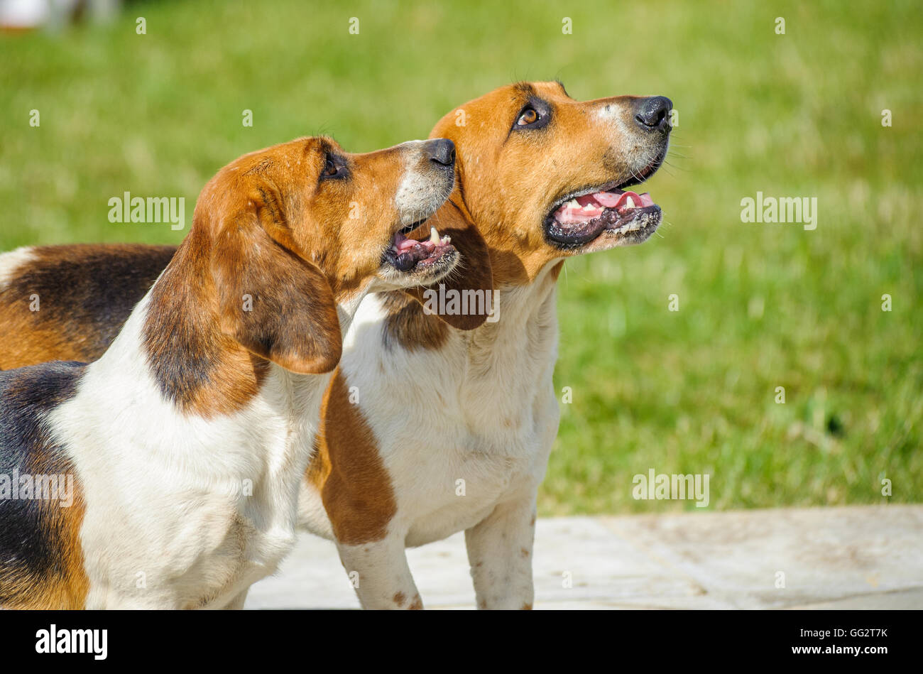 Hunting beagles hi-res stock photography and images - Alamy