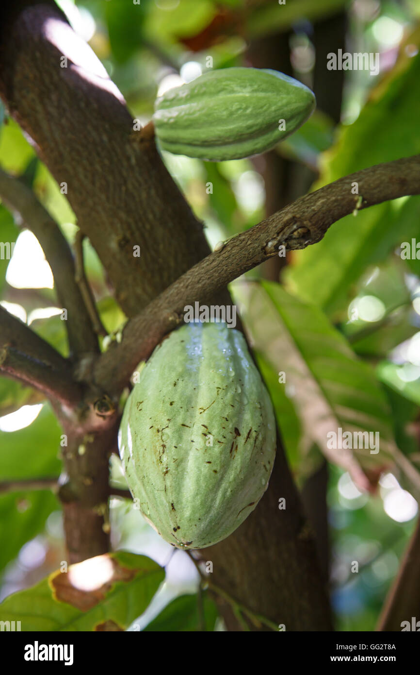 detail of a green cocoa fruit on plant from nicaragua Stock Photo - Alamy