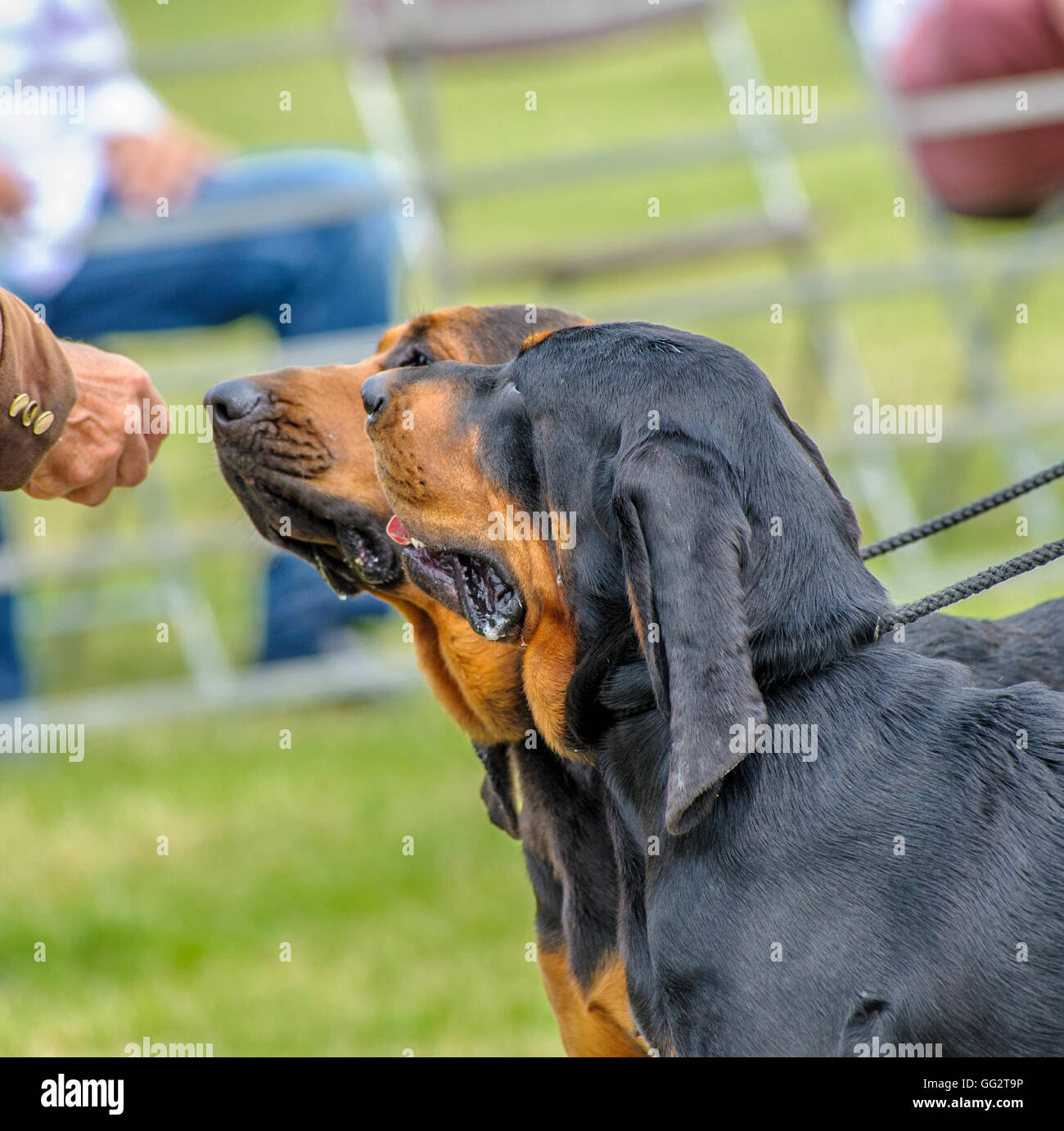 Drooling bloodhound hi-res stock photography and images - Alamy