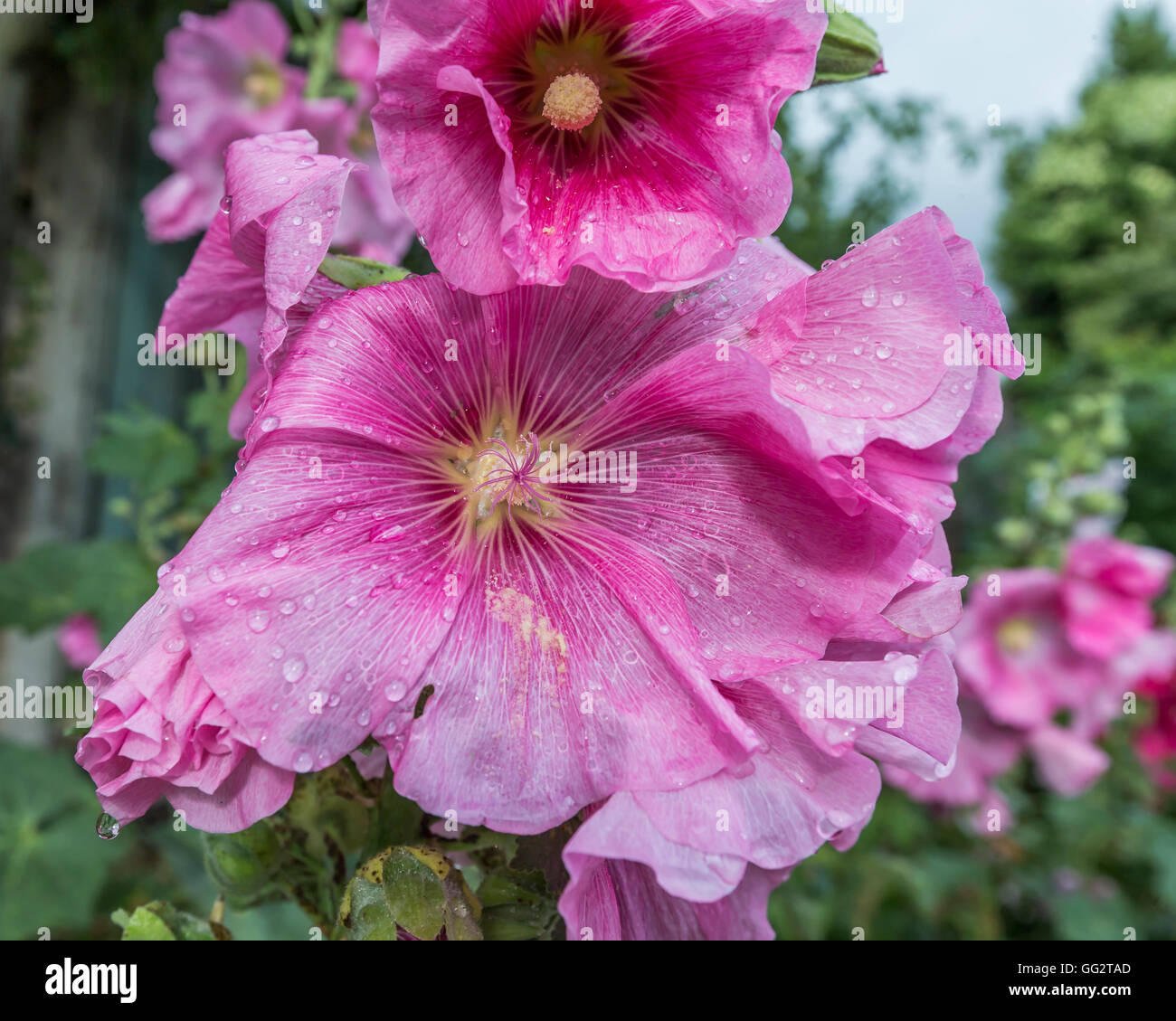 Pink Flowers in the gardens of The Hill Garden & Pergola in Hampstead ...