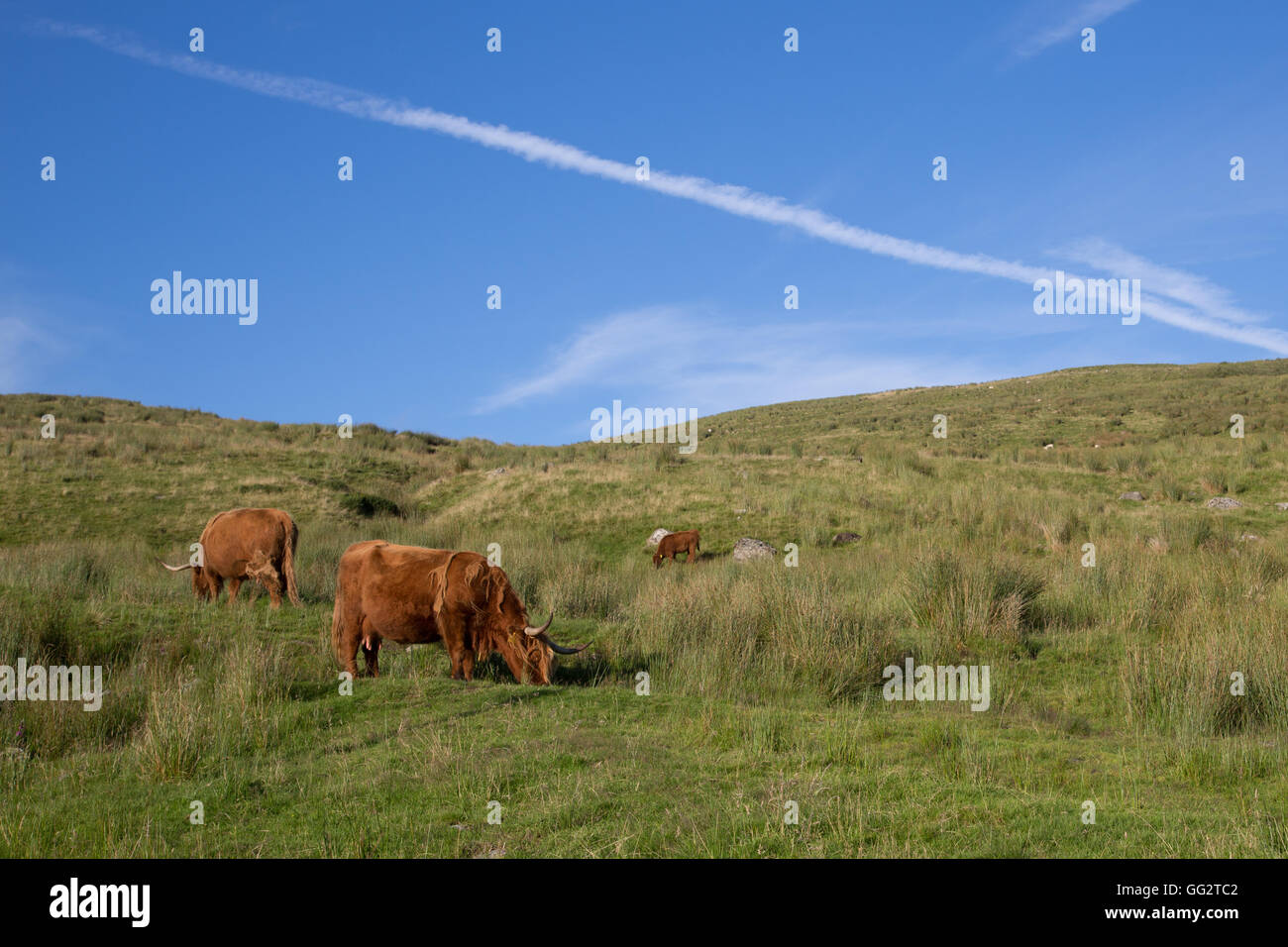 Highland cattle with calf hi-res stock photography and images - Alamy