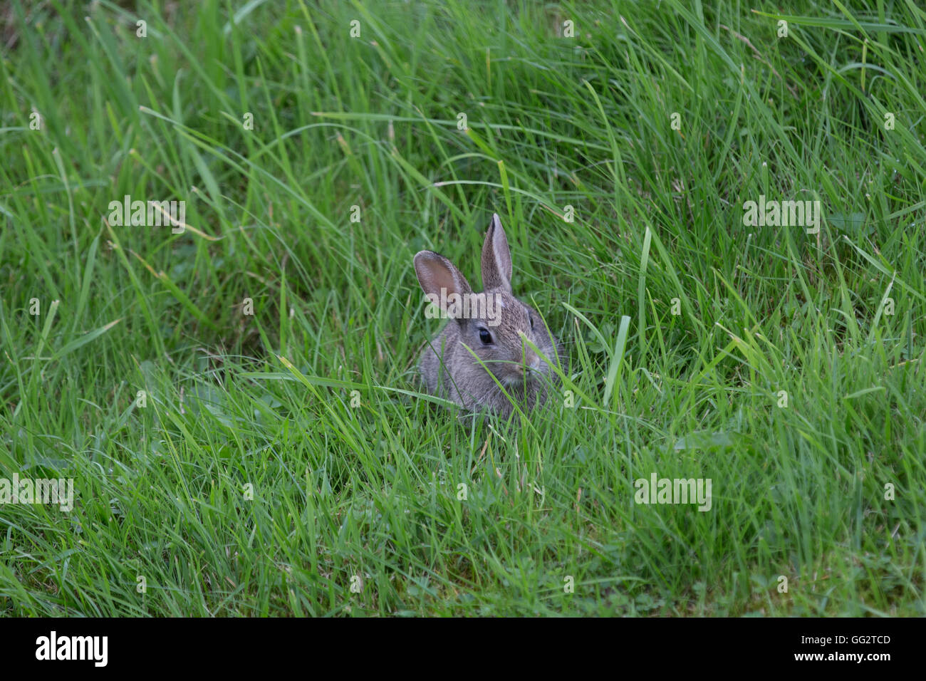WIld rabbit on a suburban lawn Stock Photo - Alamy