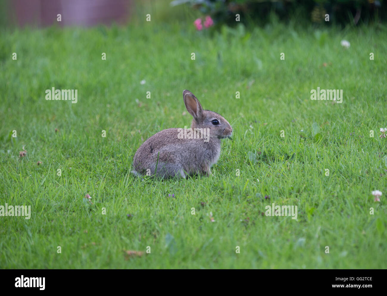 Rabbit on lawn hi-res stock photography and images - Alamy