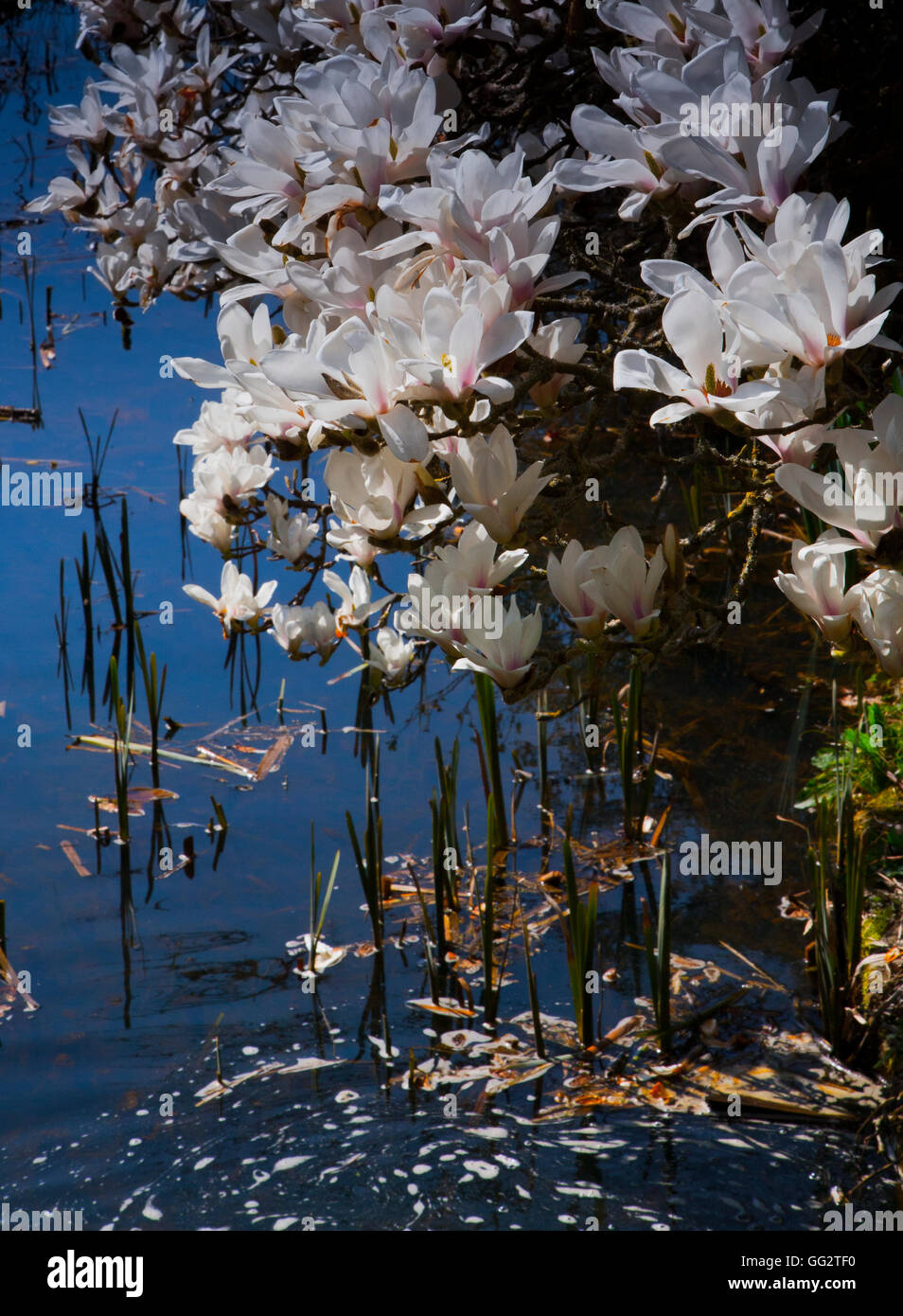 White magnolia garden hi-res stock photography and images - Alamy