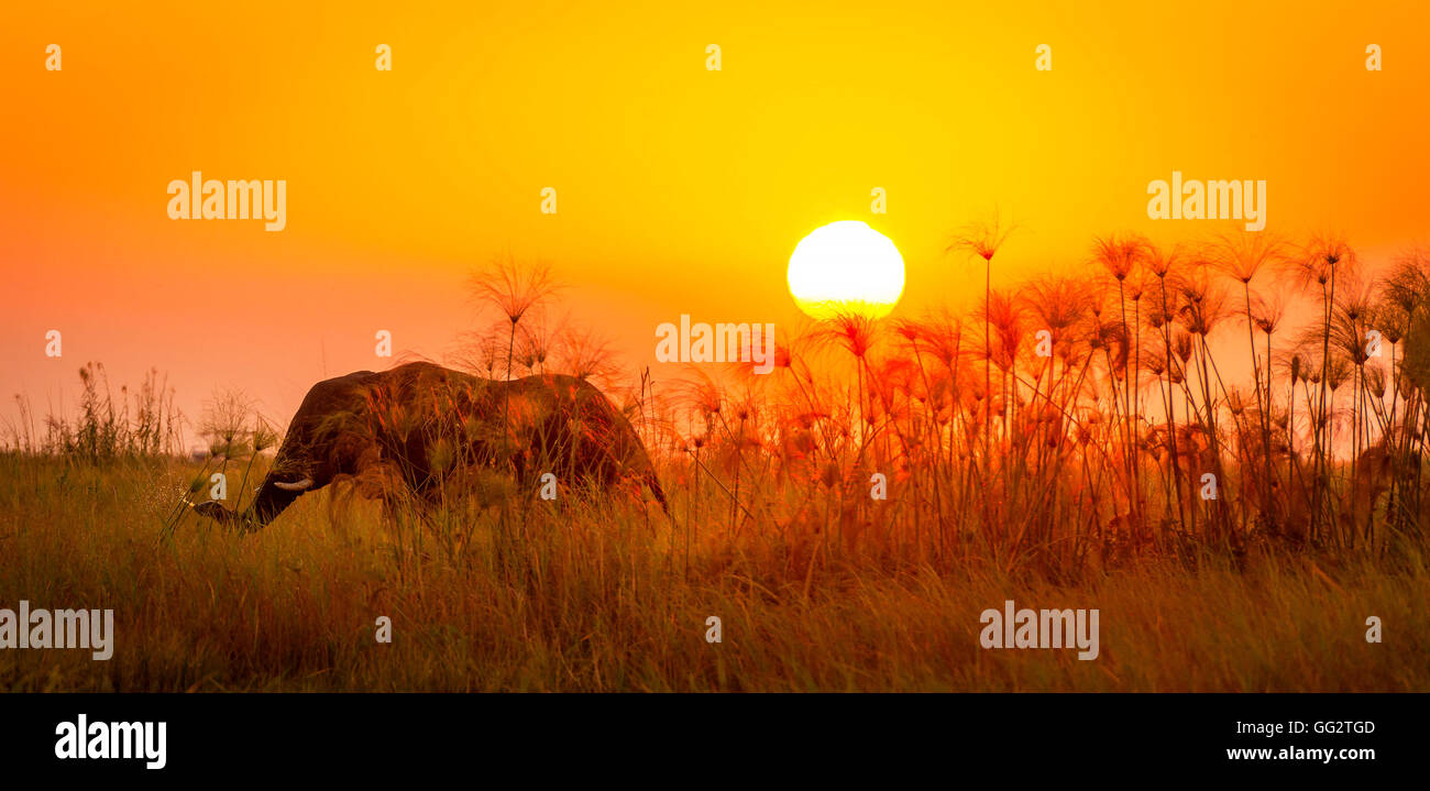 Sunset elephant hi-res stock photography and images - Alamy
