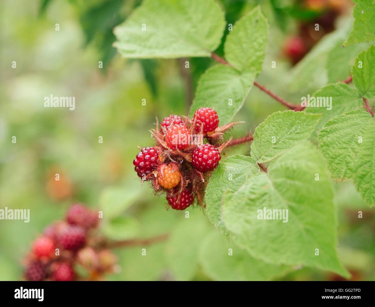 Wineberry hi-res stock photography and images - Alamy