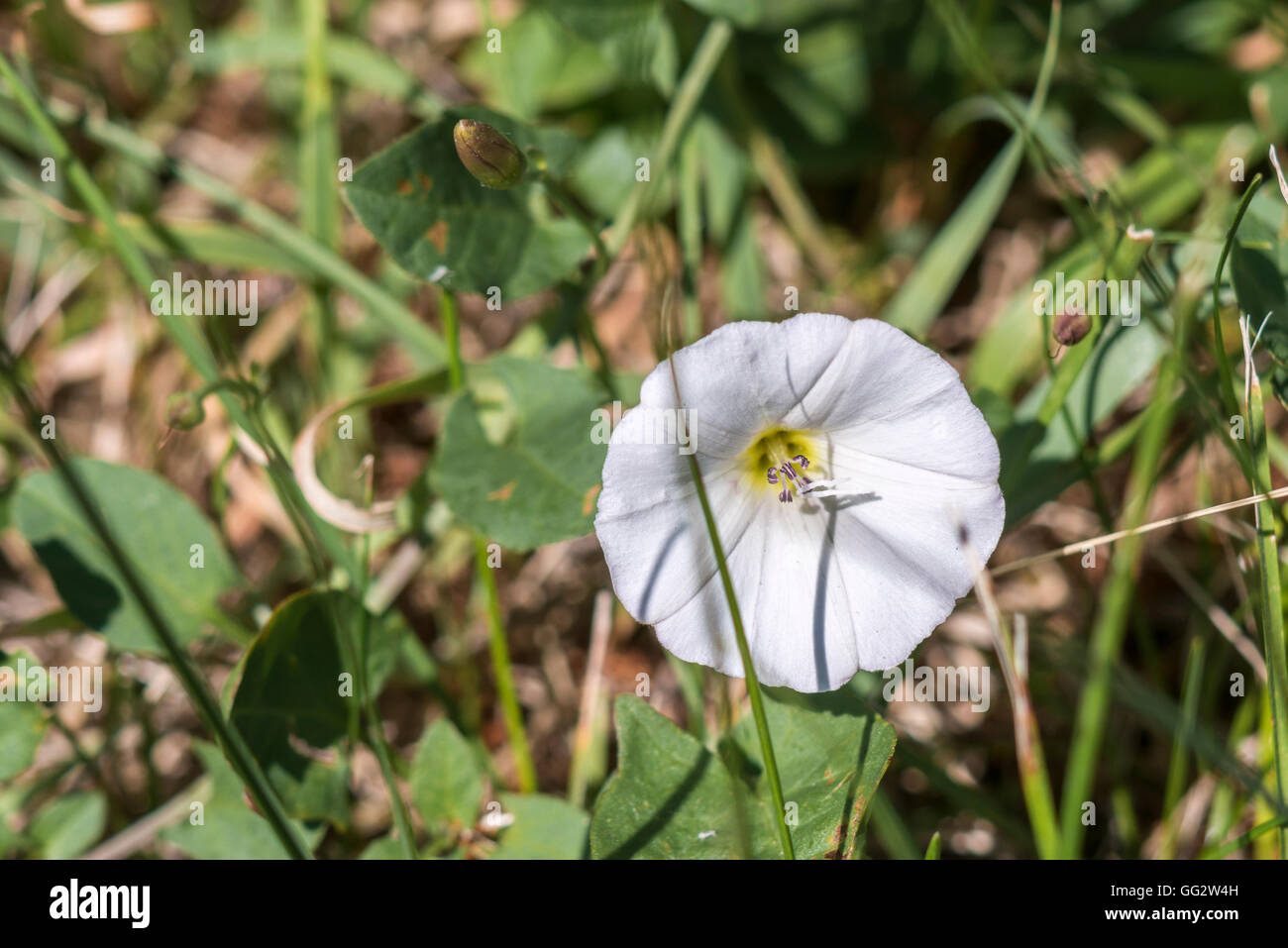 One single white flower beside the path Stock Photo - Alamy