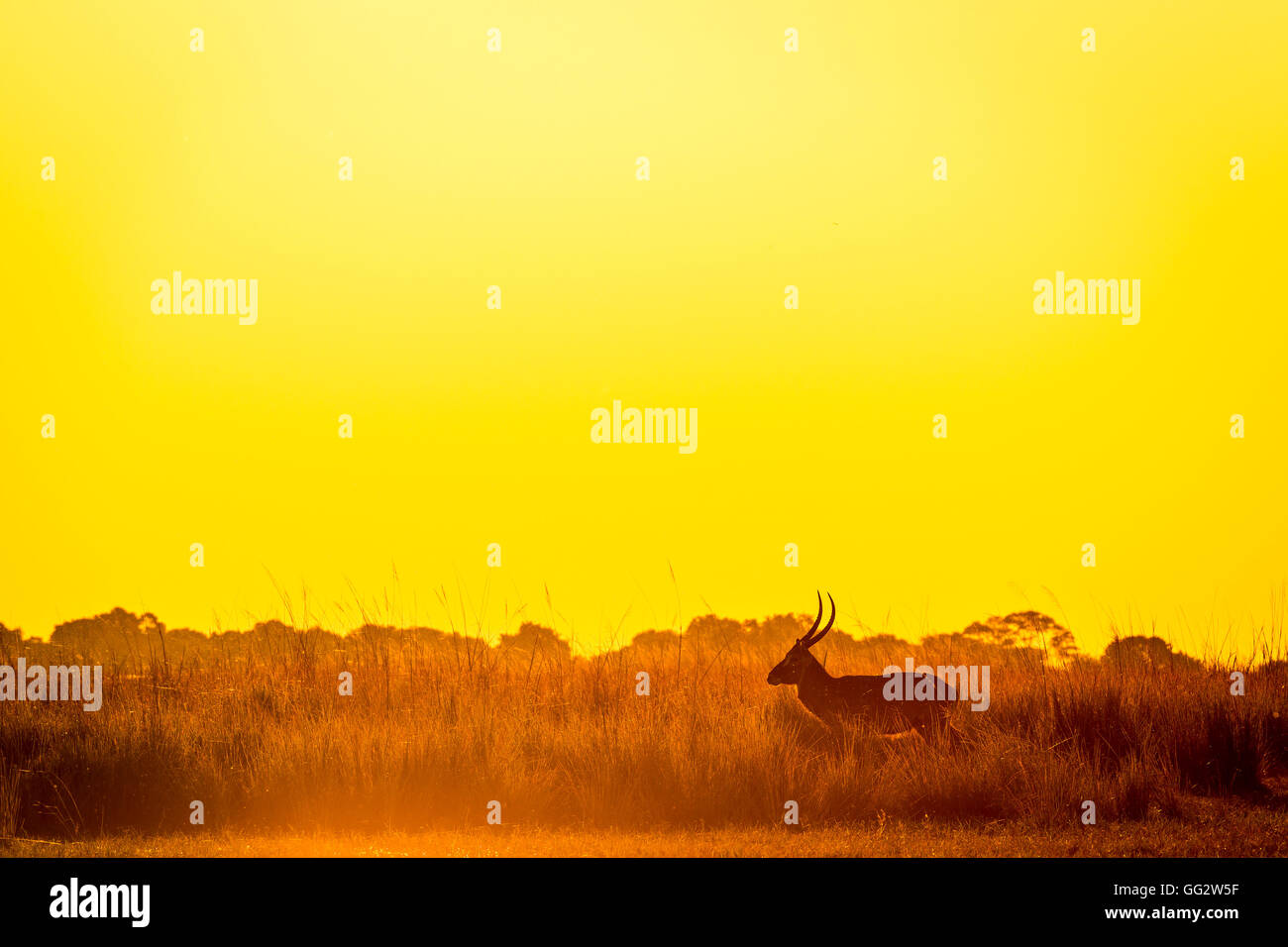 Long horns impala hi-res stock photography and images - Alamy