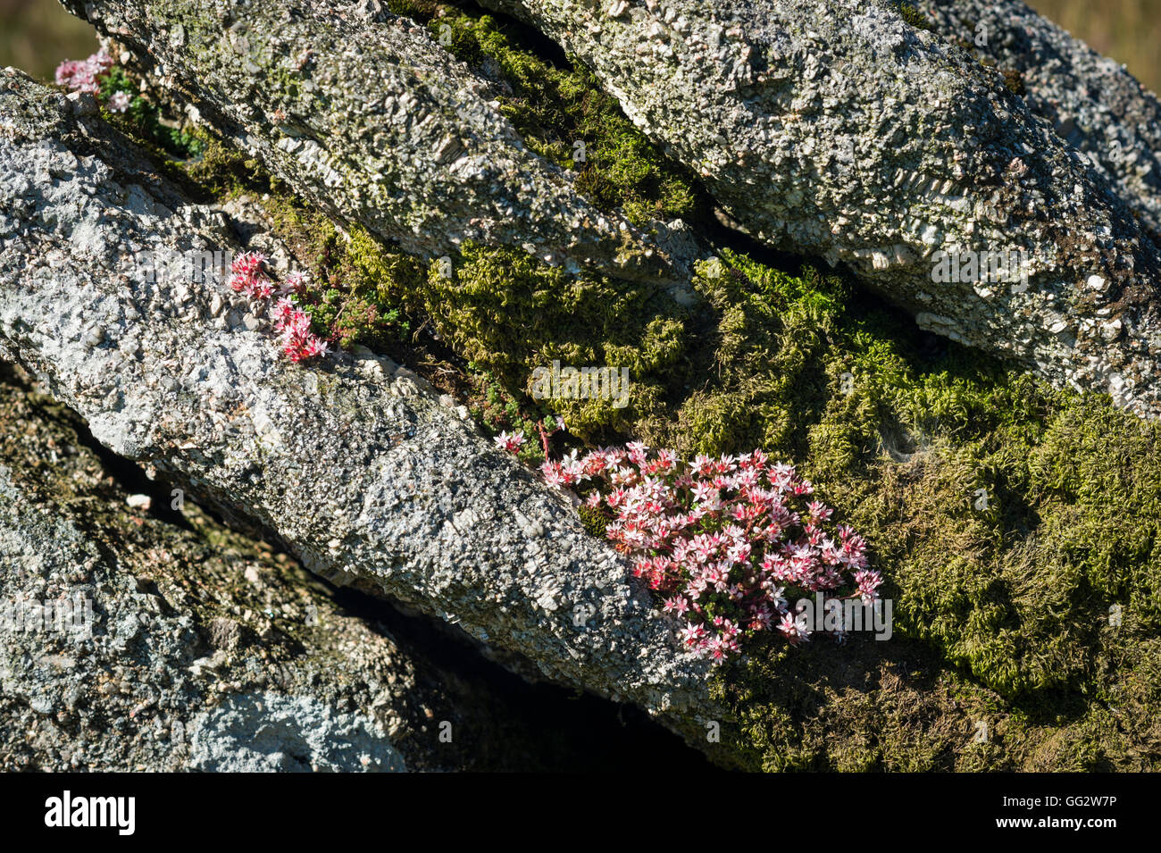 Alpine azalea or trailing azalea (Kalmia procumbens), growing on ...