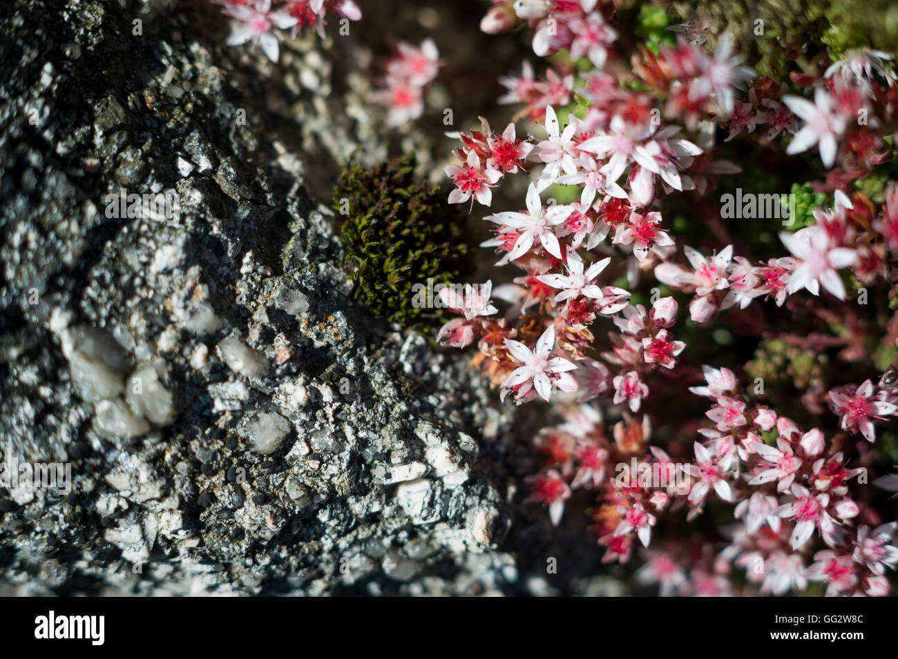 Alpine azalea or trailing azalea (Kalmia procumbens), growing on ...