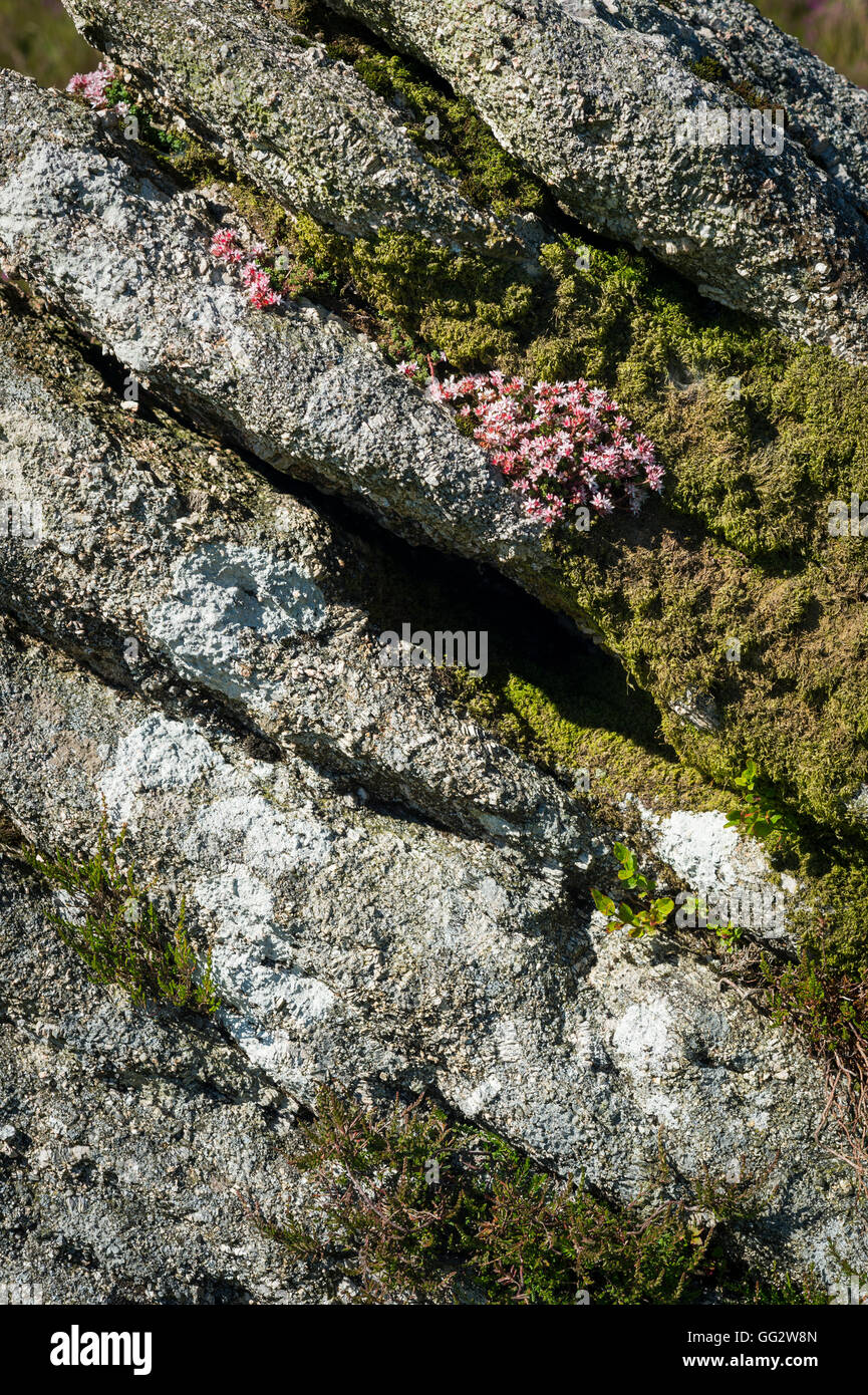 Trailing azalea hi-res stock photography and images - Alamy